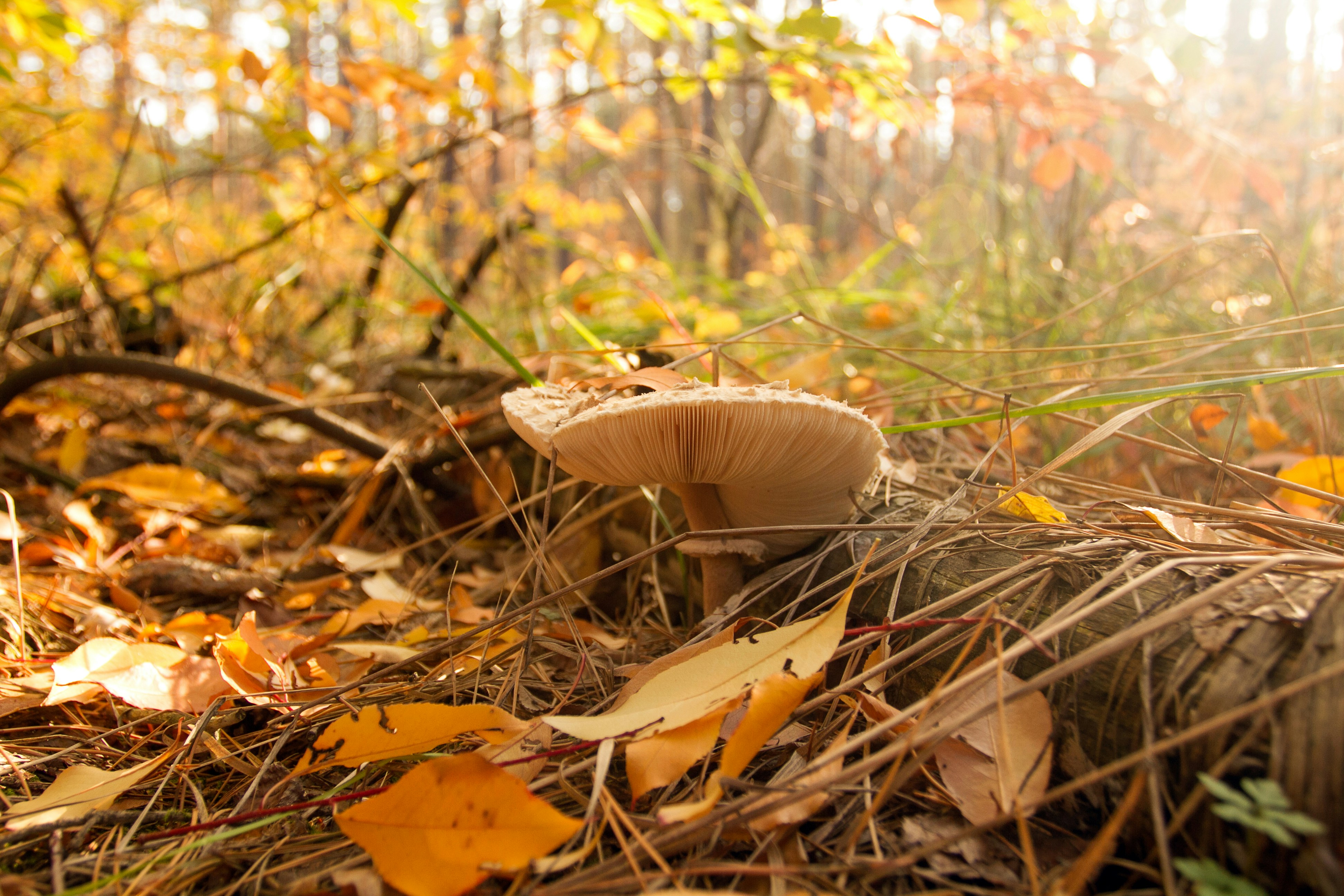 Cute mushrooms in the leaves at forest