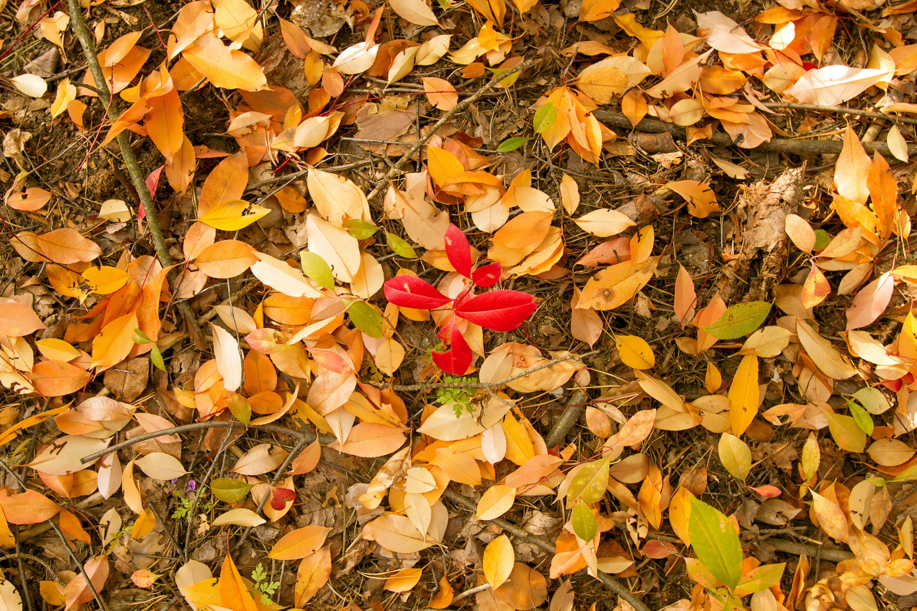 Crimson Center: A Quiet Burst of Autumn Among Fallen Leaves