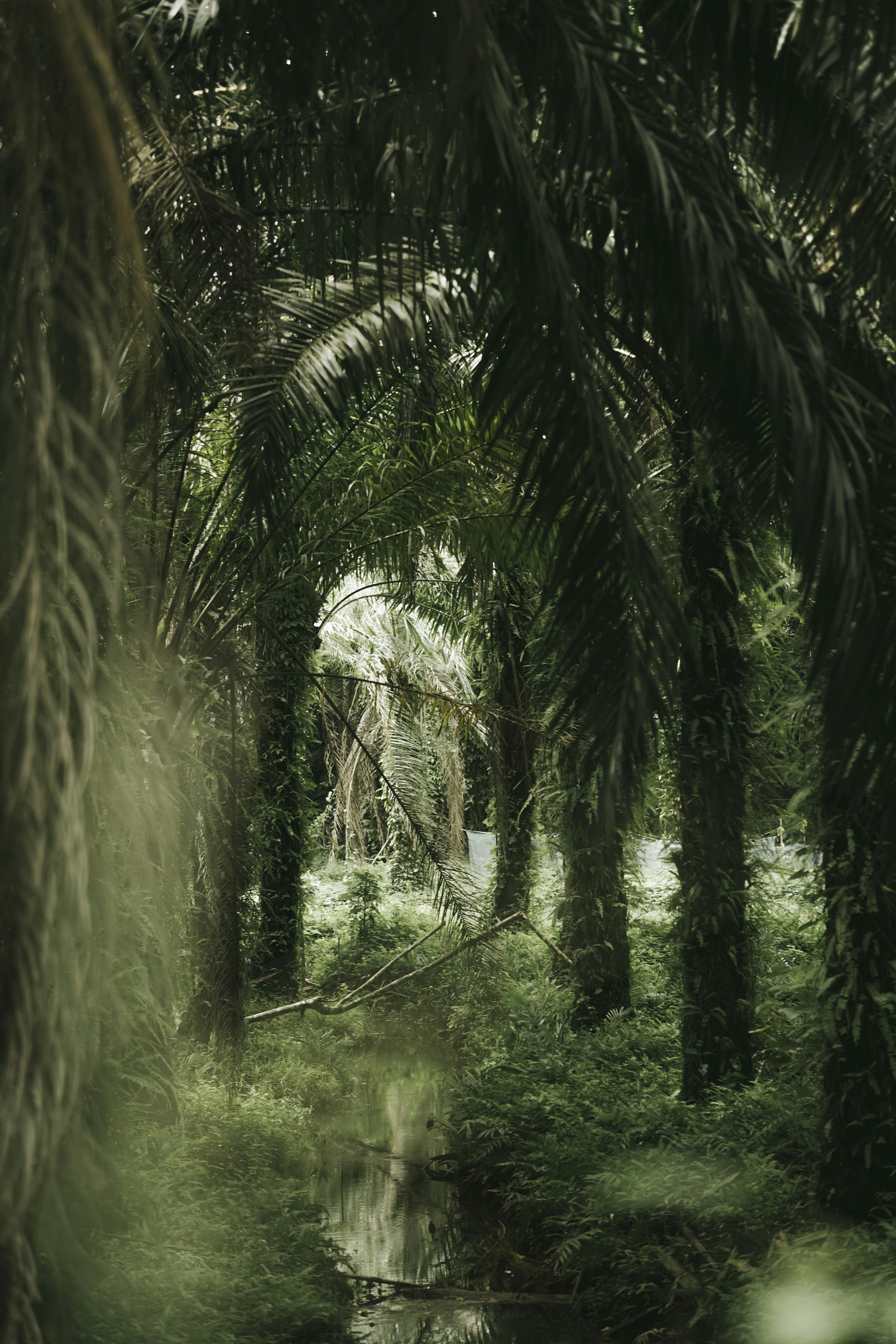 A serene pathway lined with lush palm trees, leading to a hidden stream, evoking a sense of tranquility and exploration.