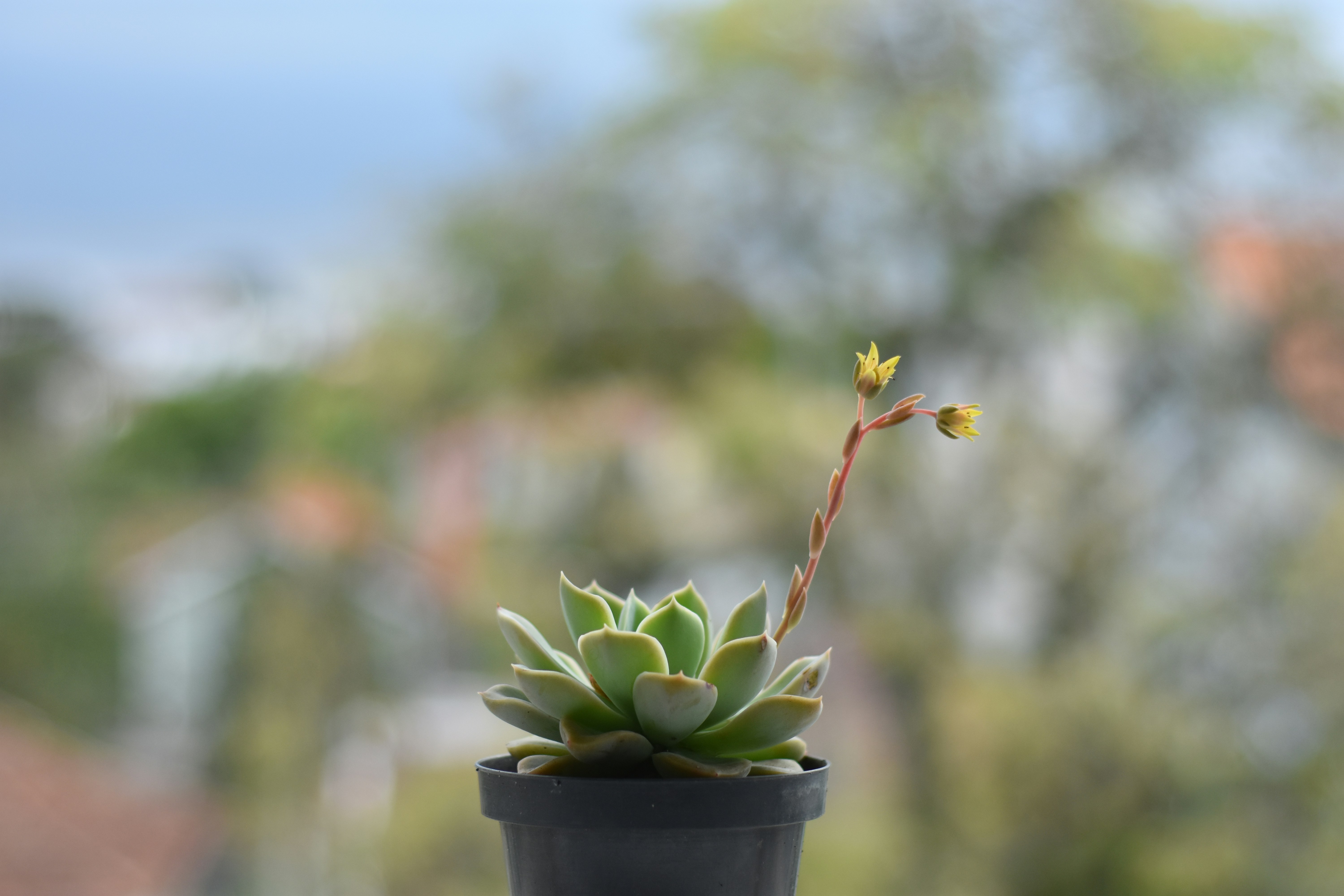a small green plant in a black pot