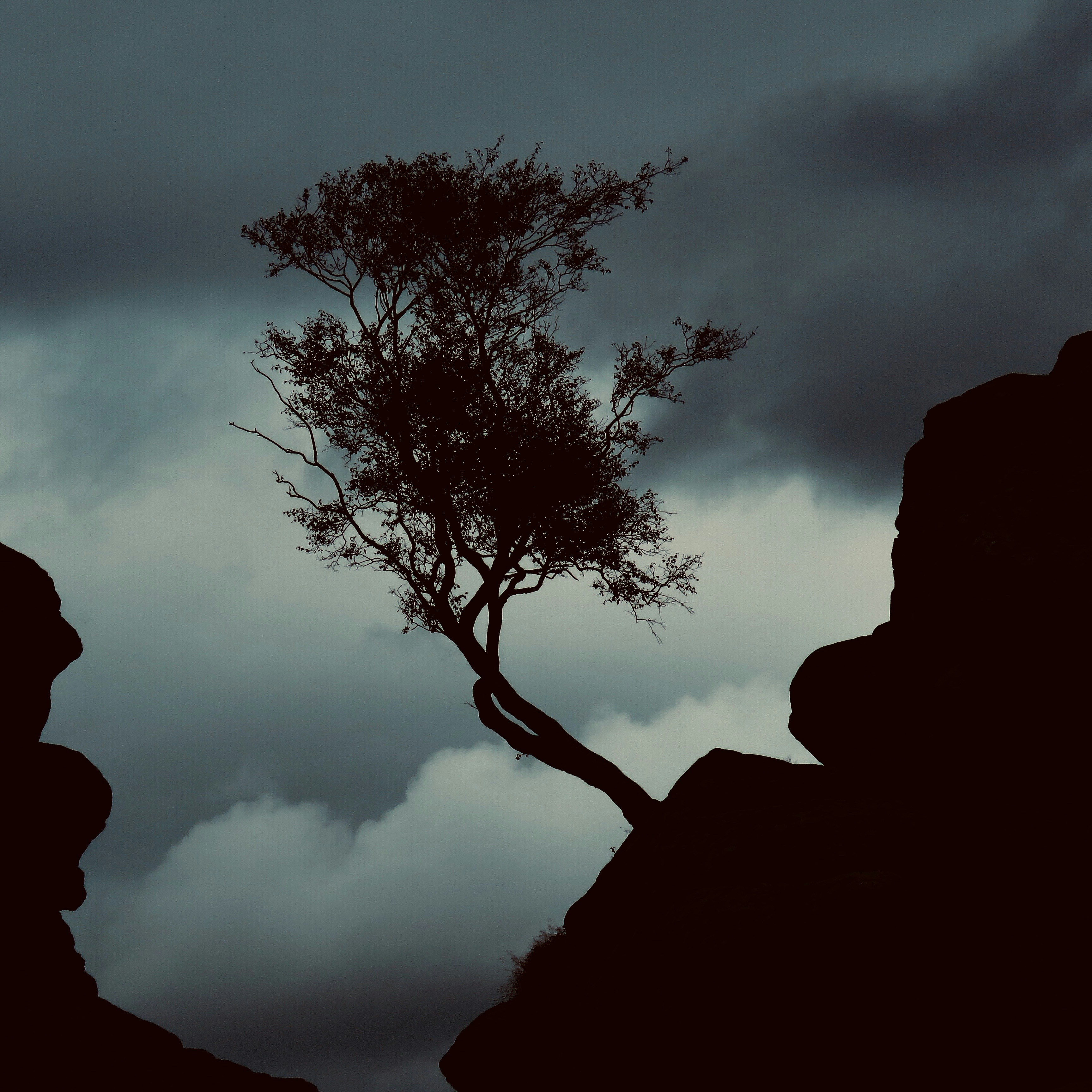 A lone tree growing out of the side of a cliff photo – Free Brimham ...
