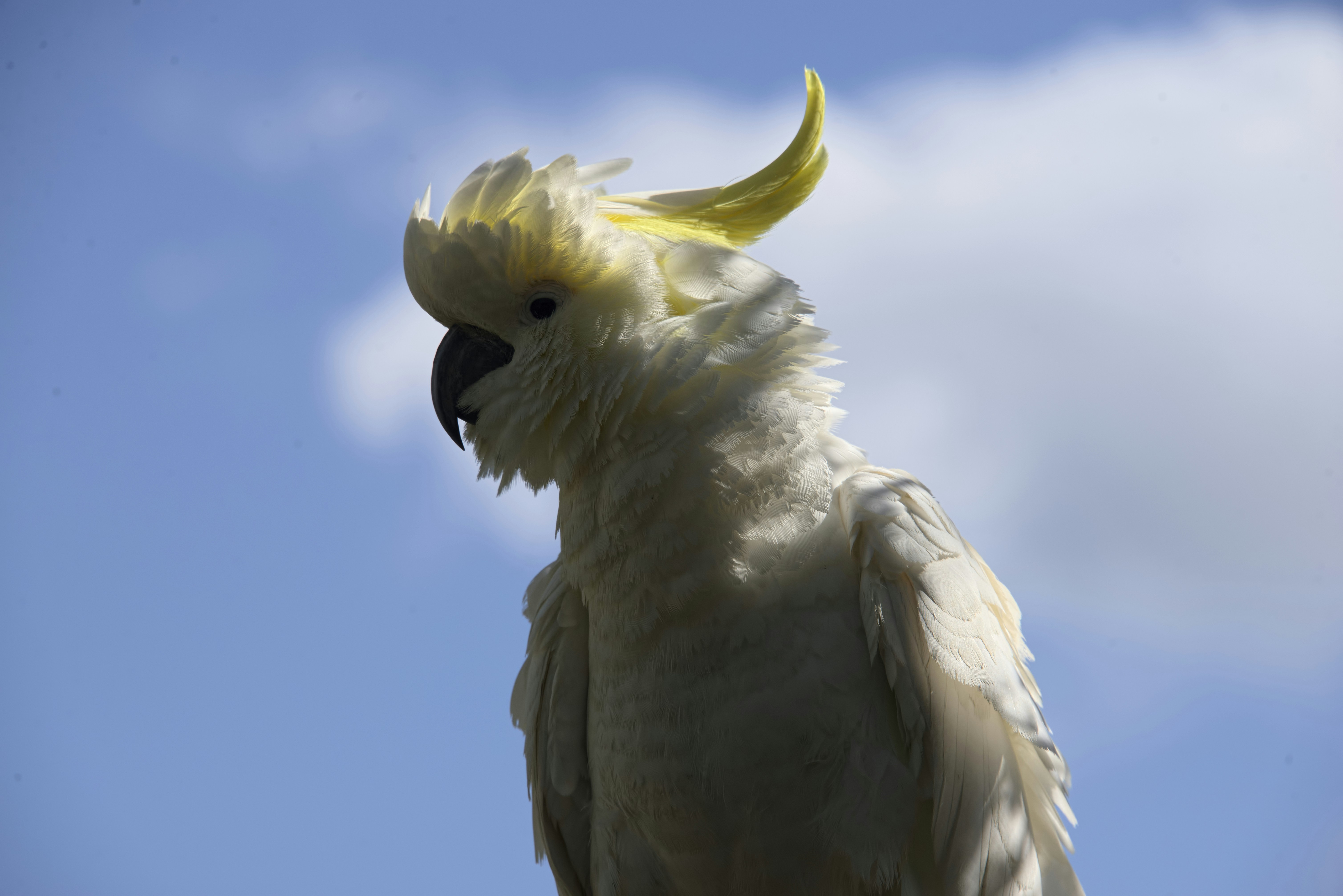 A white parrot with a yellow crown on its head photo – Free Sulphur ...