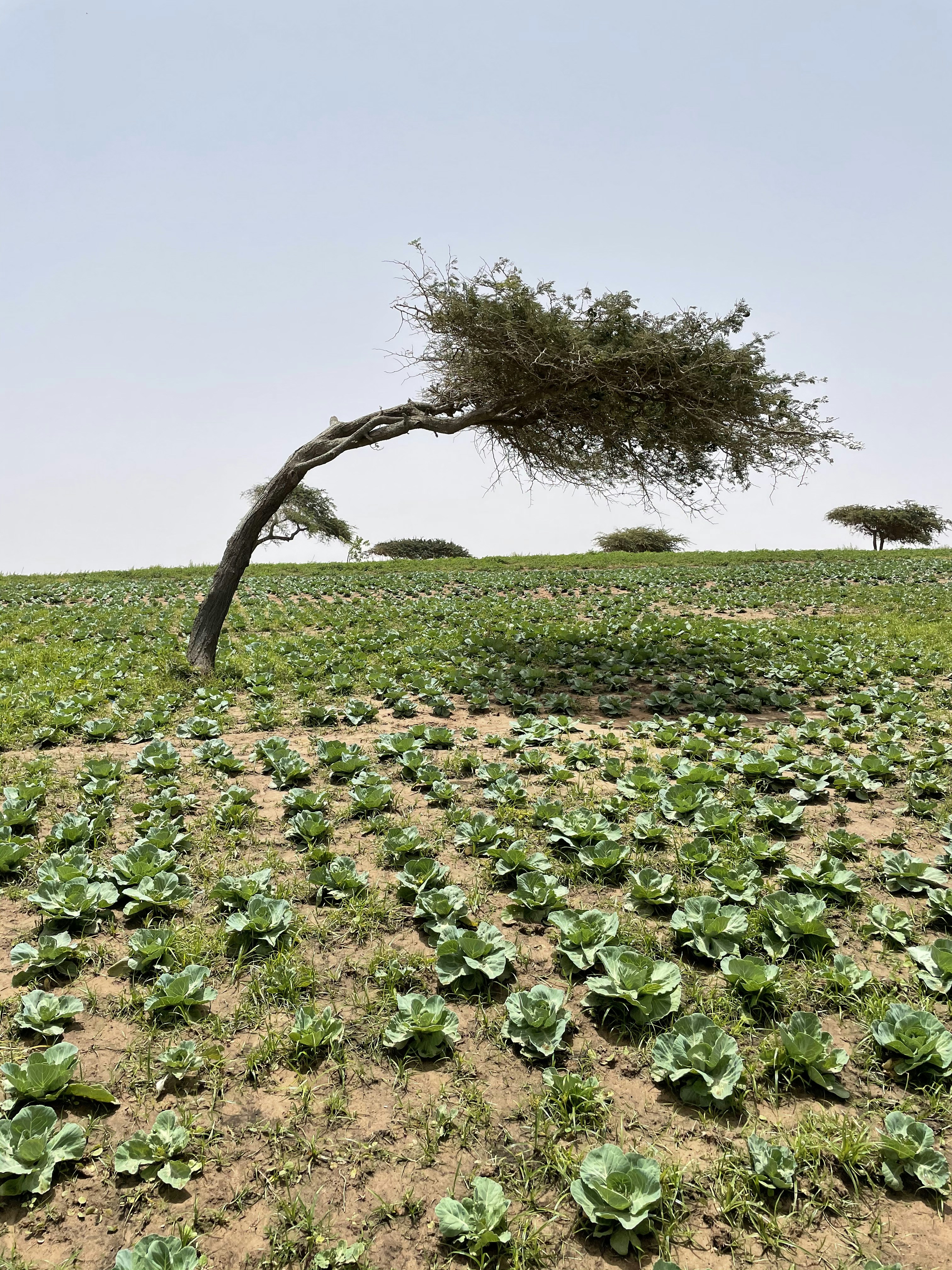 The Leaning Sentinel Over a Sea of Cabbages