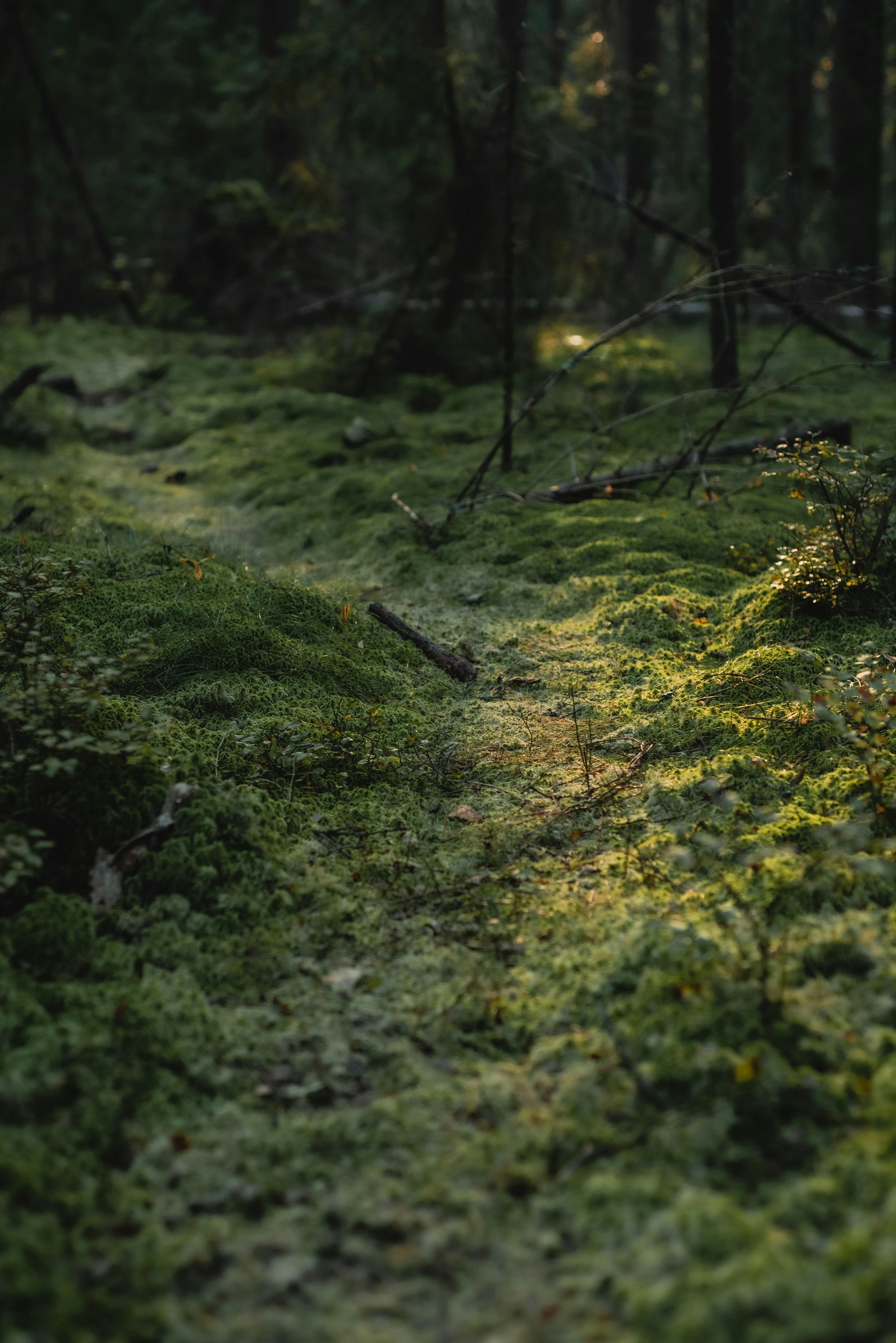 Lumen on Moss: A Quiet Forest Floor Path