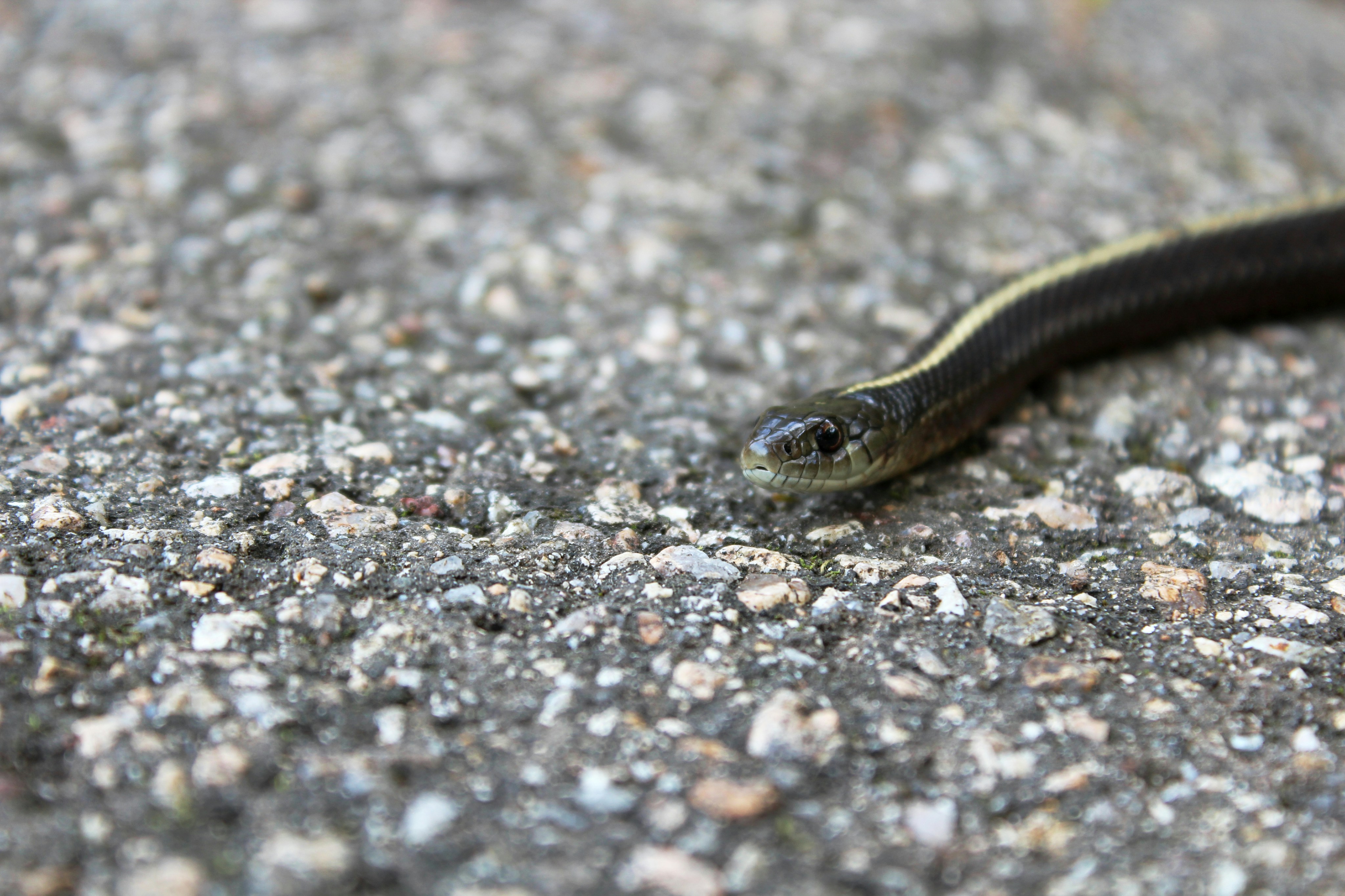 Un serpent noir et brun étendu sur le sol photo – Photo Reptile ...