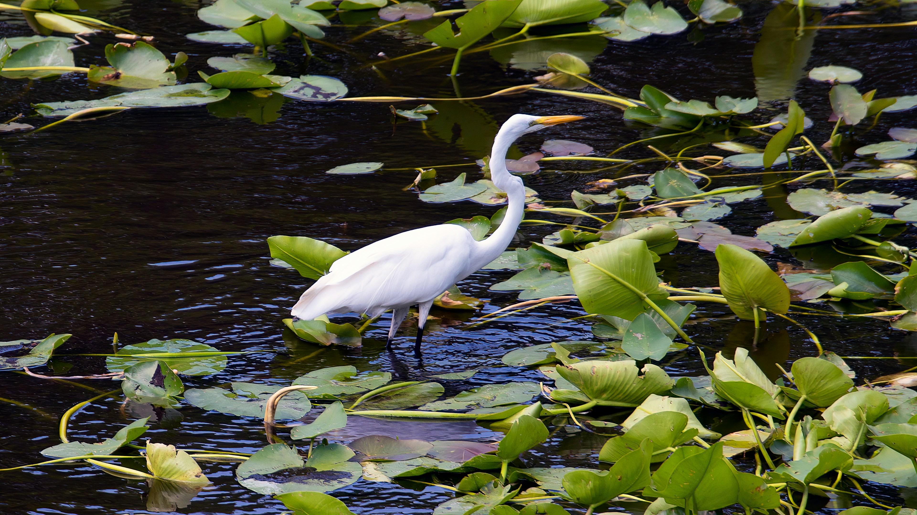 Great white egret standing amid lush green lily pads in a calm marsh.