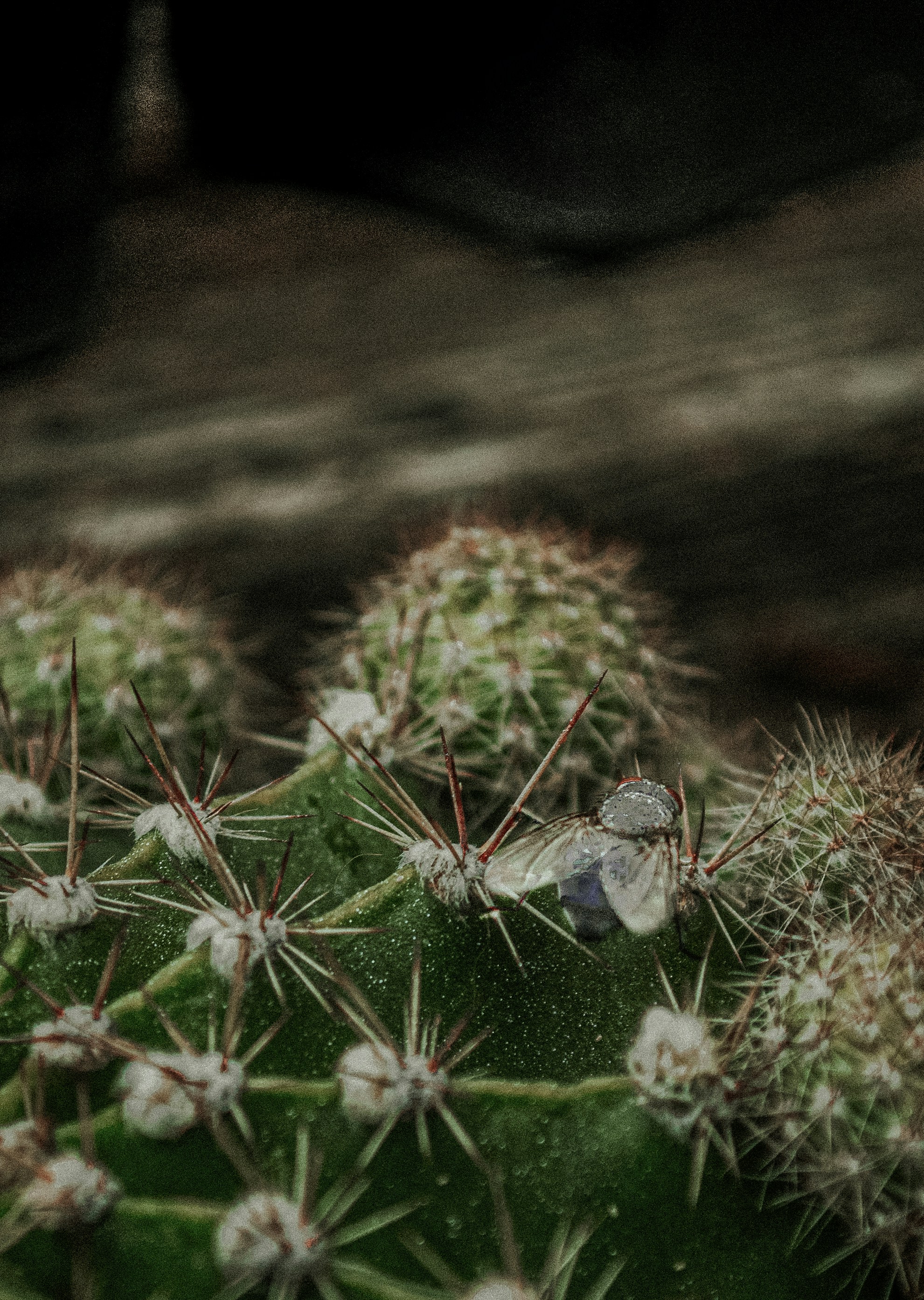 Winged Visitor on a Thorny Crown: A Macro Cactus Moment