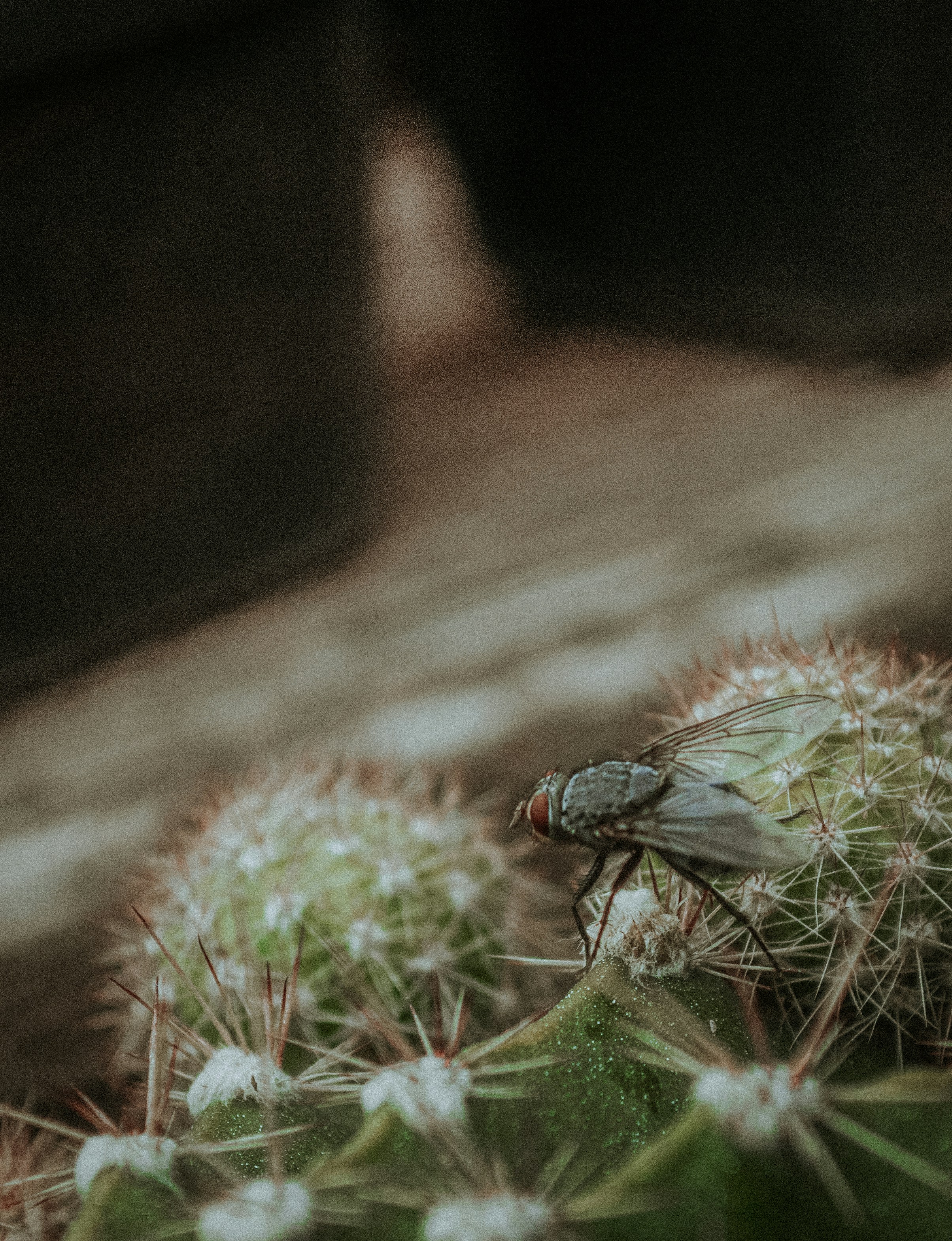 a bug sitting on top of a green cactus