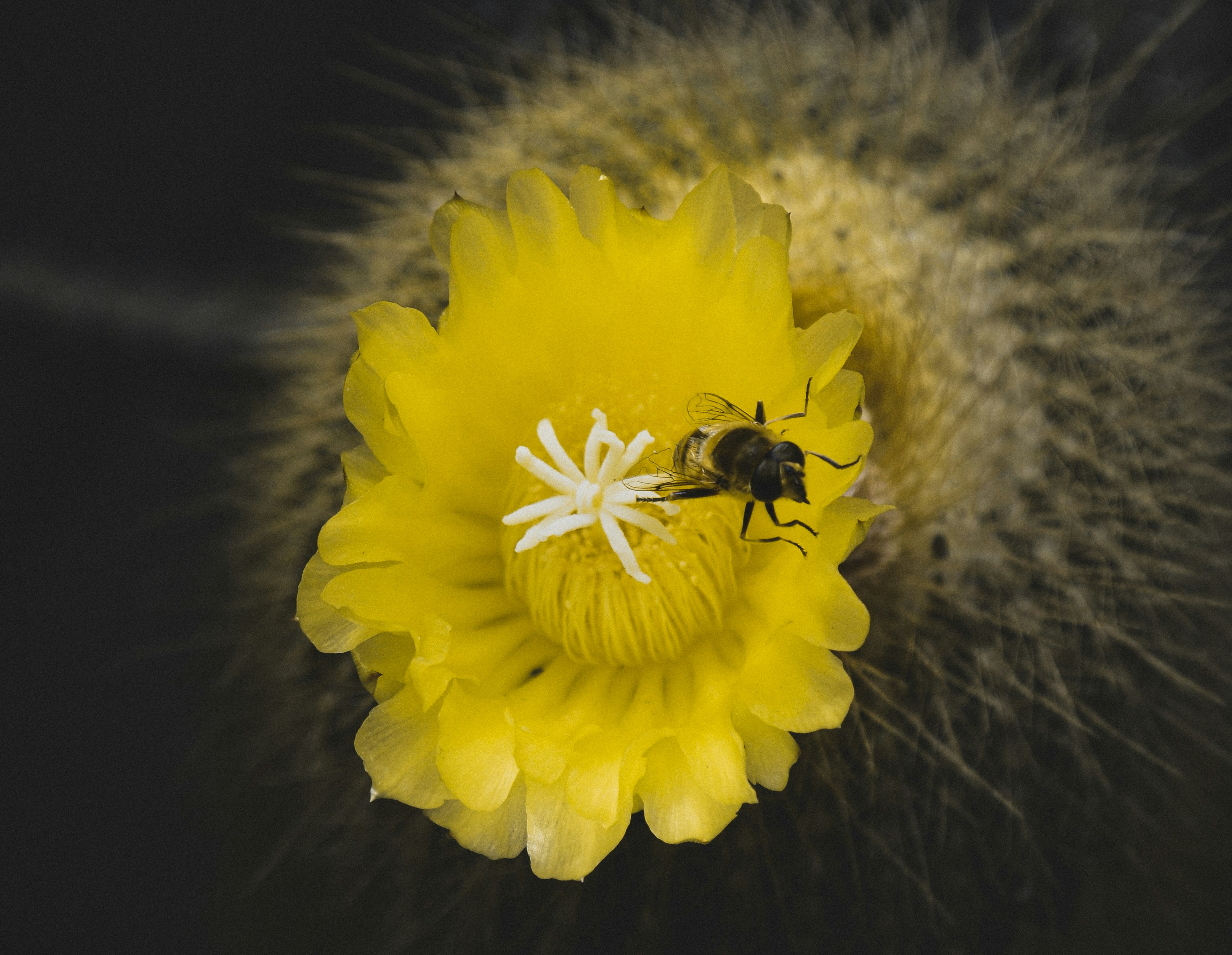 a close up of a flower with a bee on it