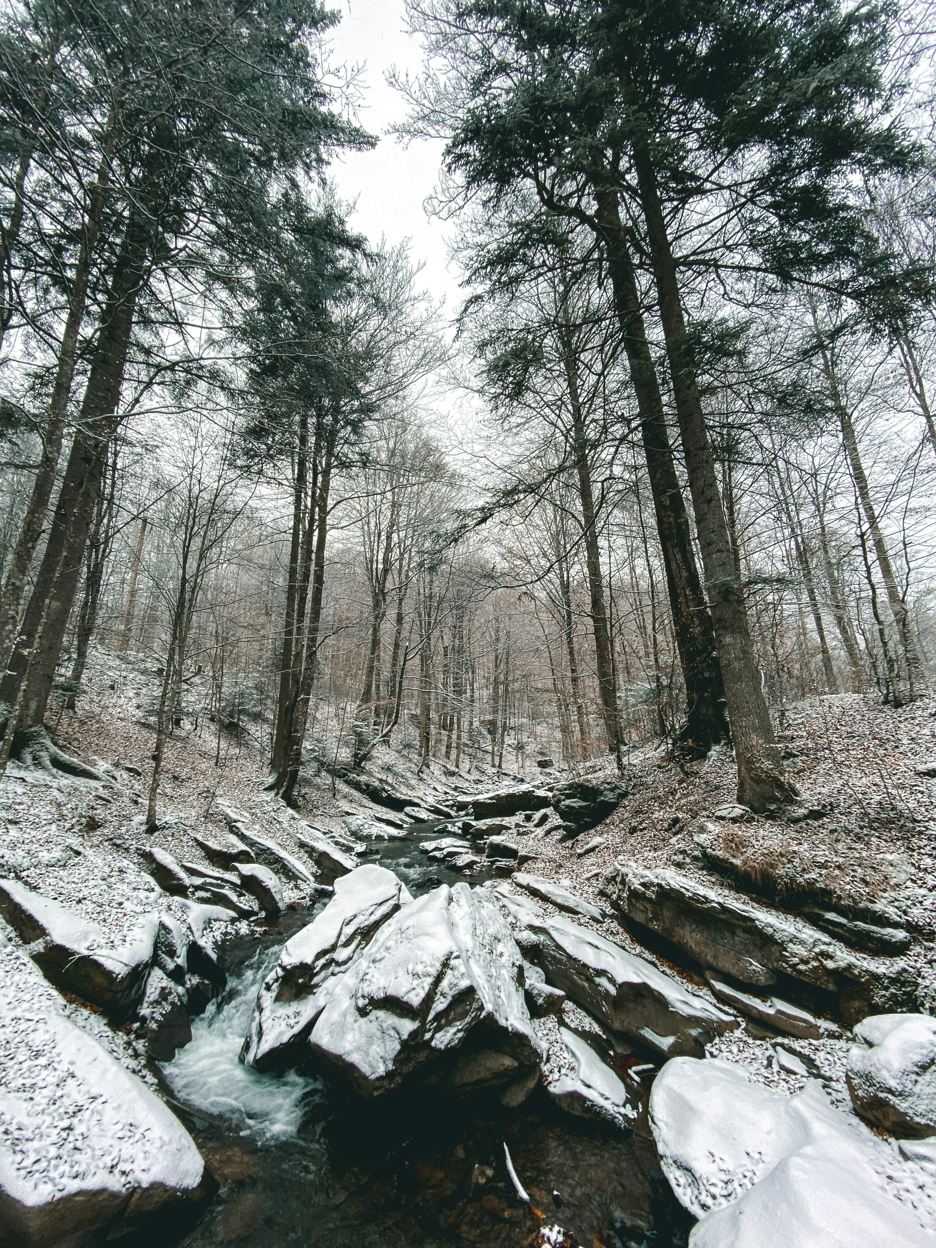 Frozen Gorge: A Snow-Dusted Stream Winding Through Silent Pines