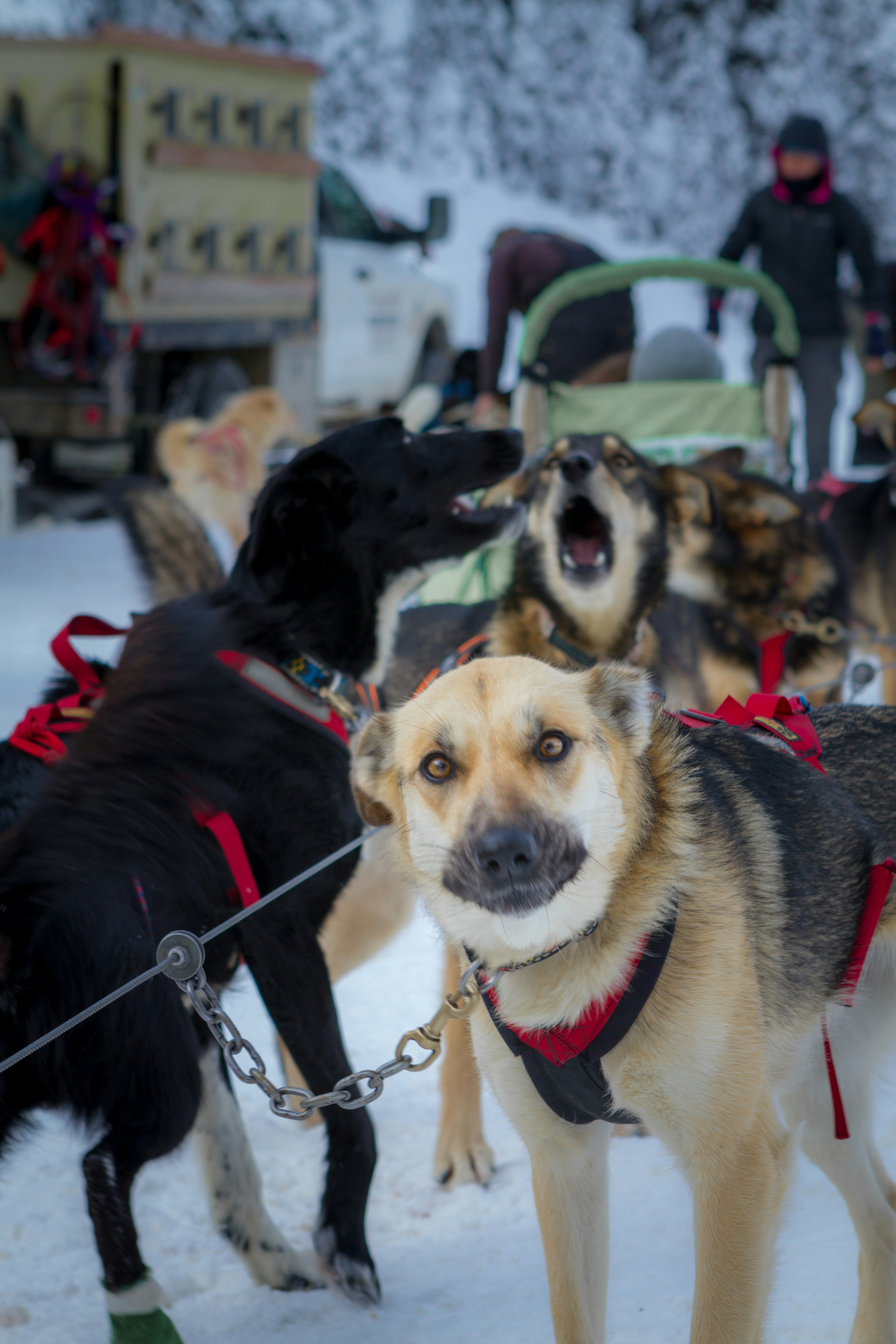 Border collie in the foreground leads a curious pack at a snowy dog-sled gathering