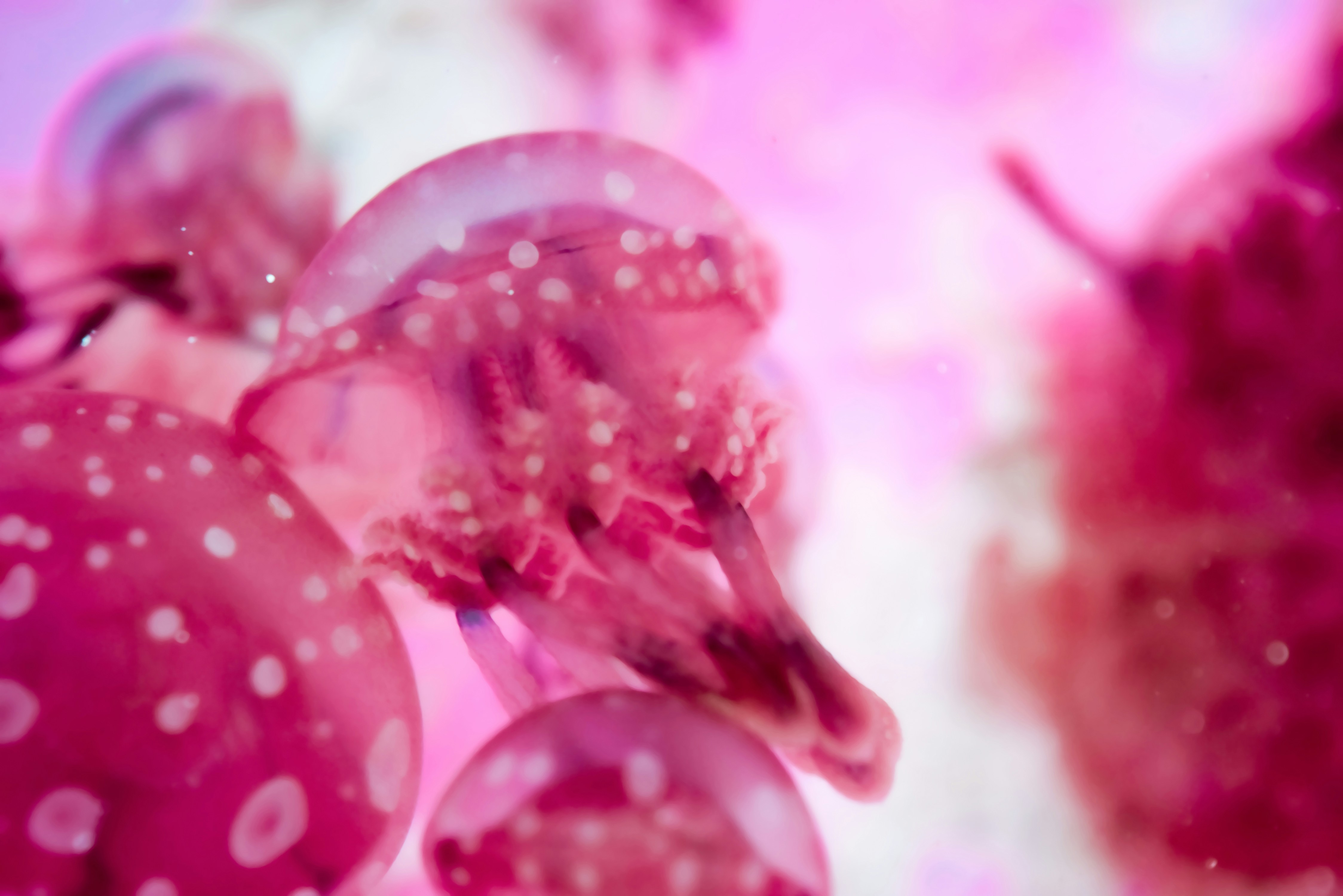 Whimsical Dance of Jellyfish in Pink Hues