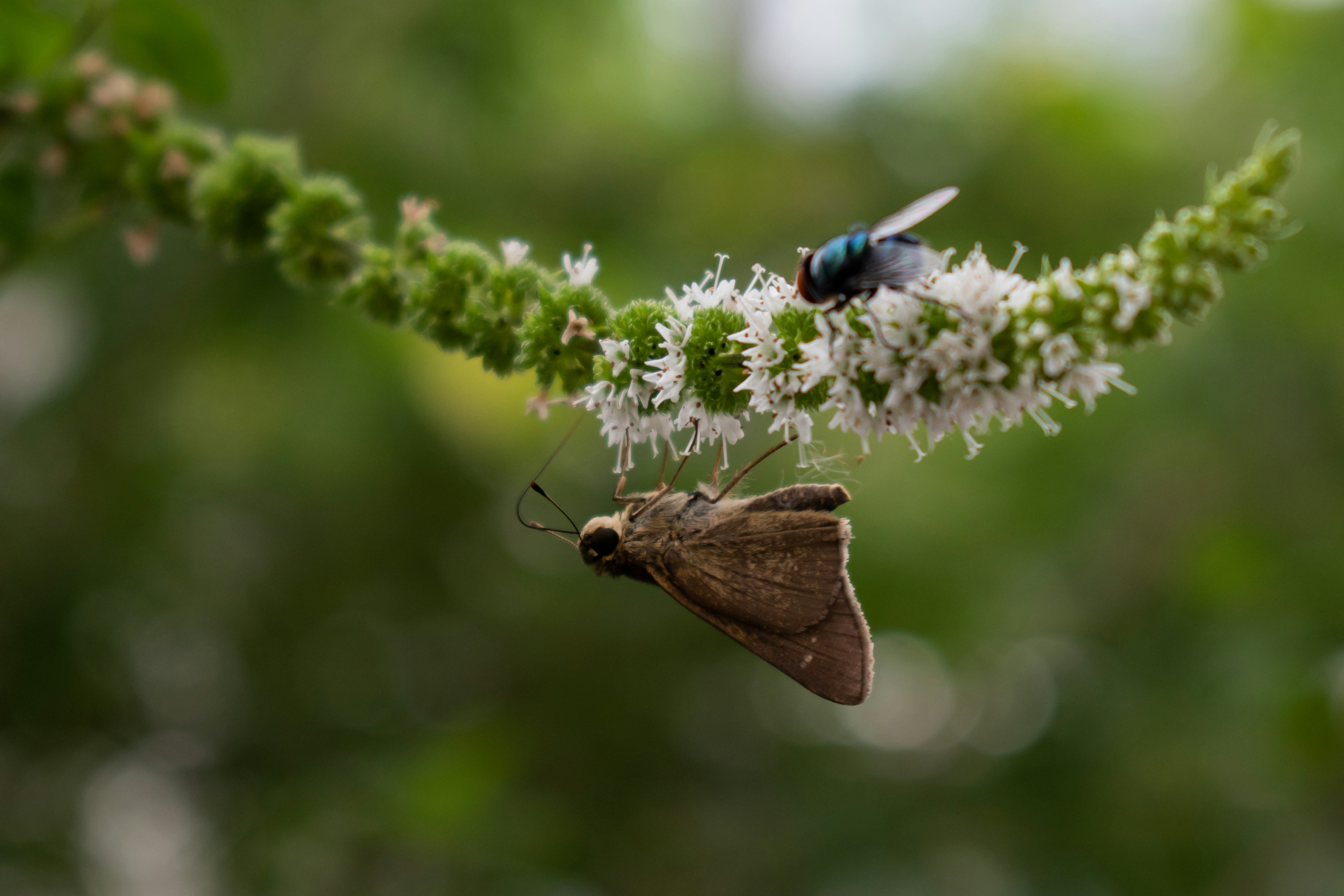 Bloom Encounter: Brown Moth and Metallic Blue Bee on a Pale Flower