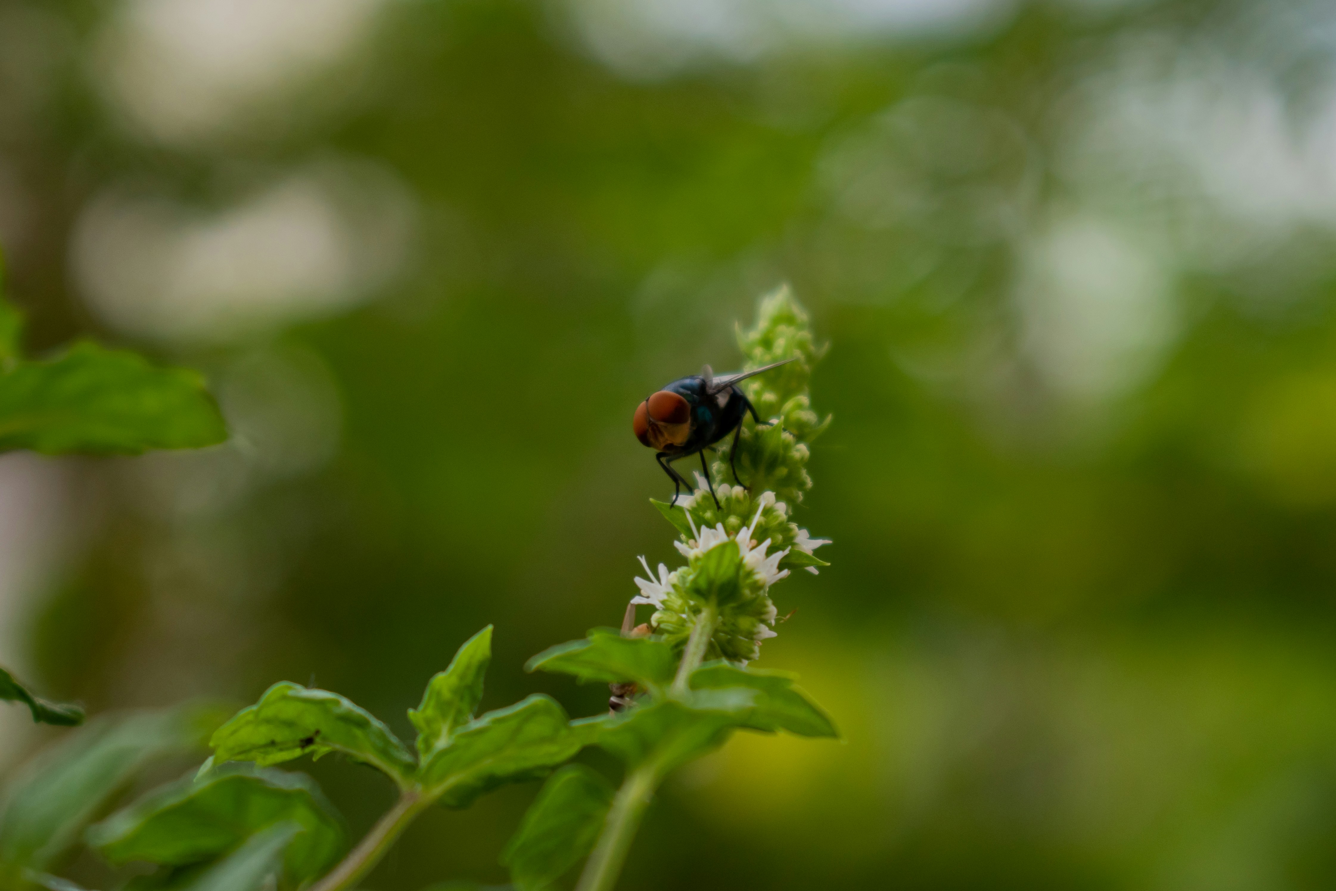 A close-up of a bee perched on a delicate white flower amidst lush green foliage, showcasing the intricate details of nature's pollinators.
