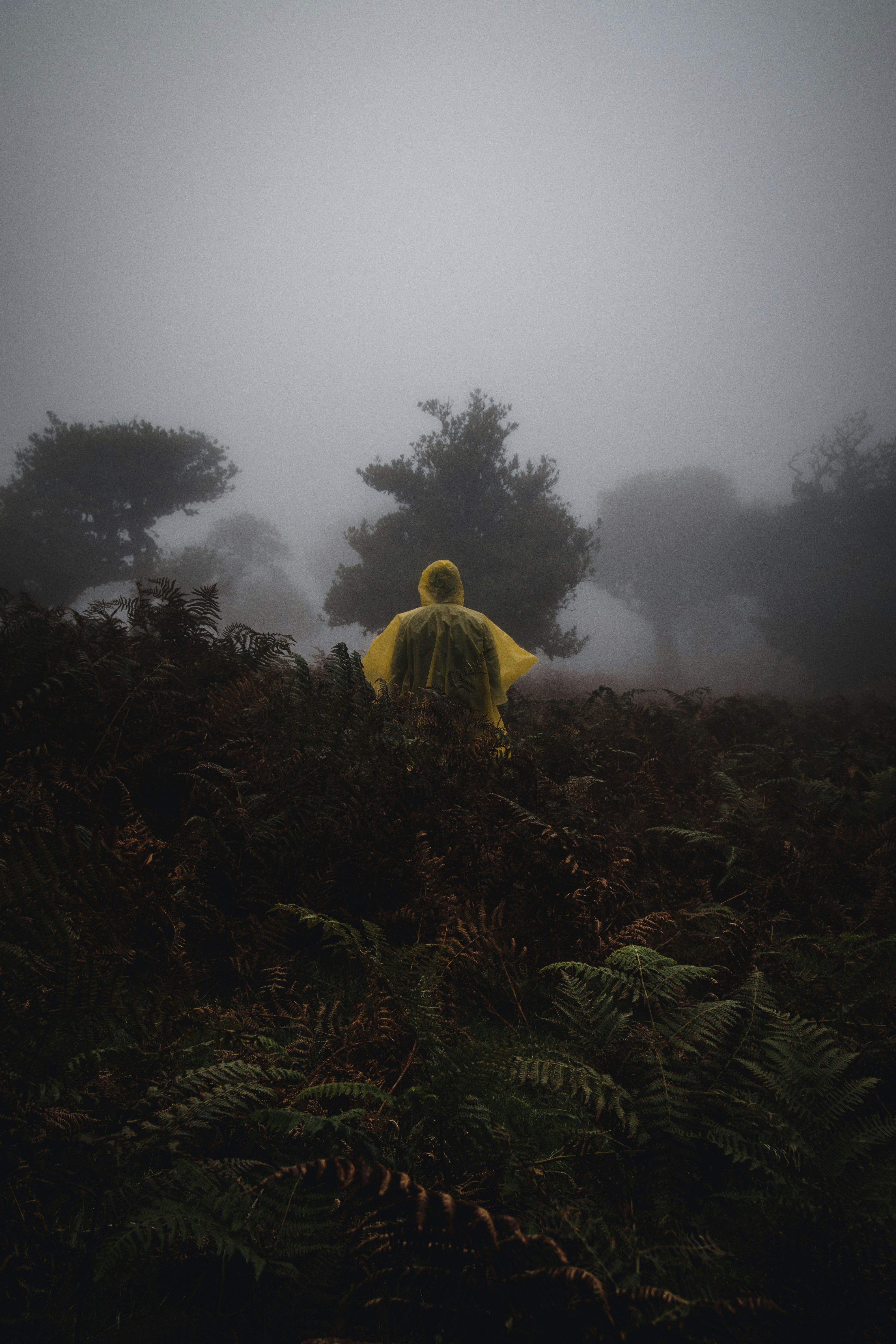 A figure in a yellow raincoat stands amidst lush ferns in a foggy landscape, evoking a sense of isolation and mystery.