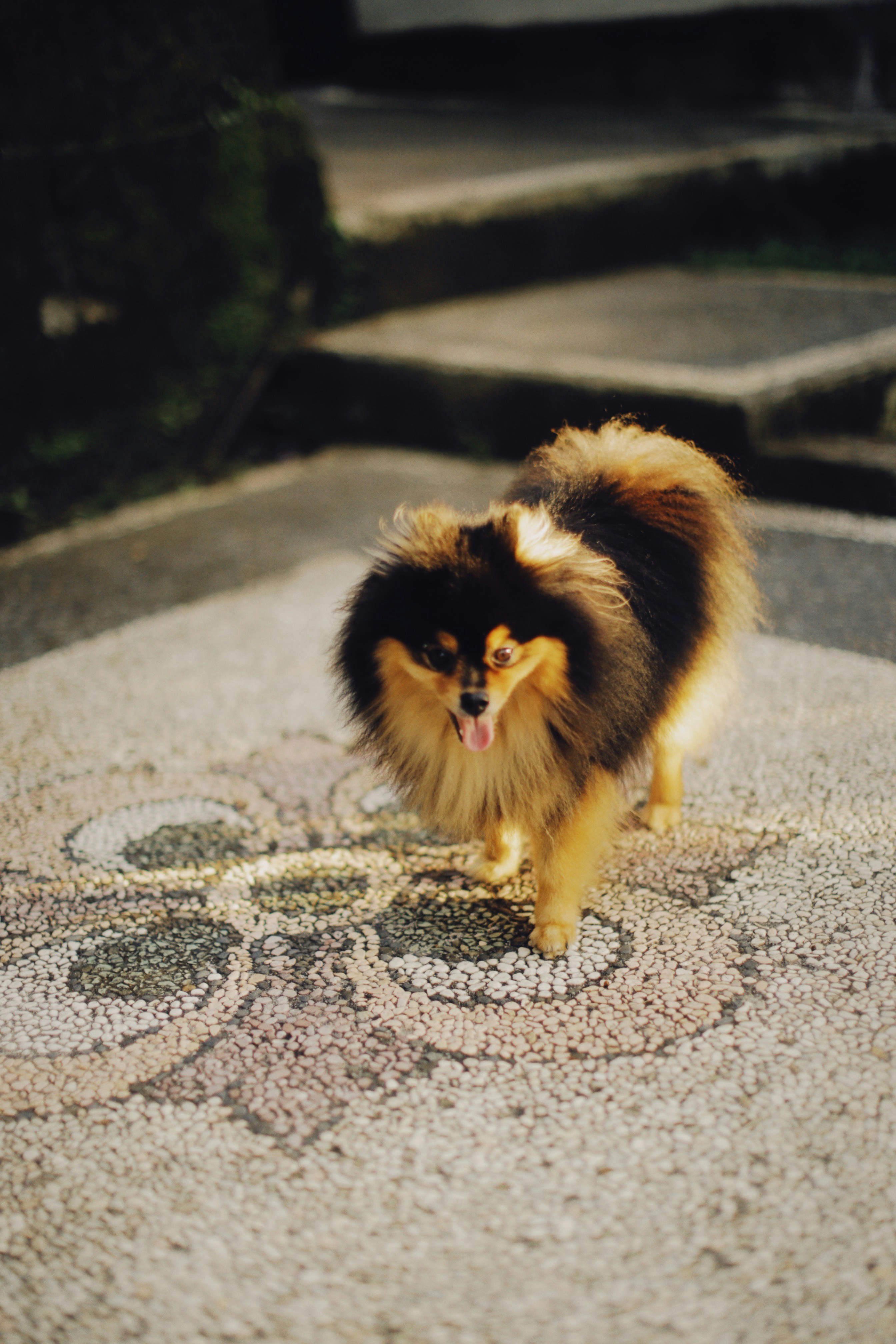 Sunlit Pomeranian on a Mosaic Staircase