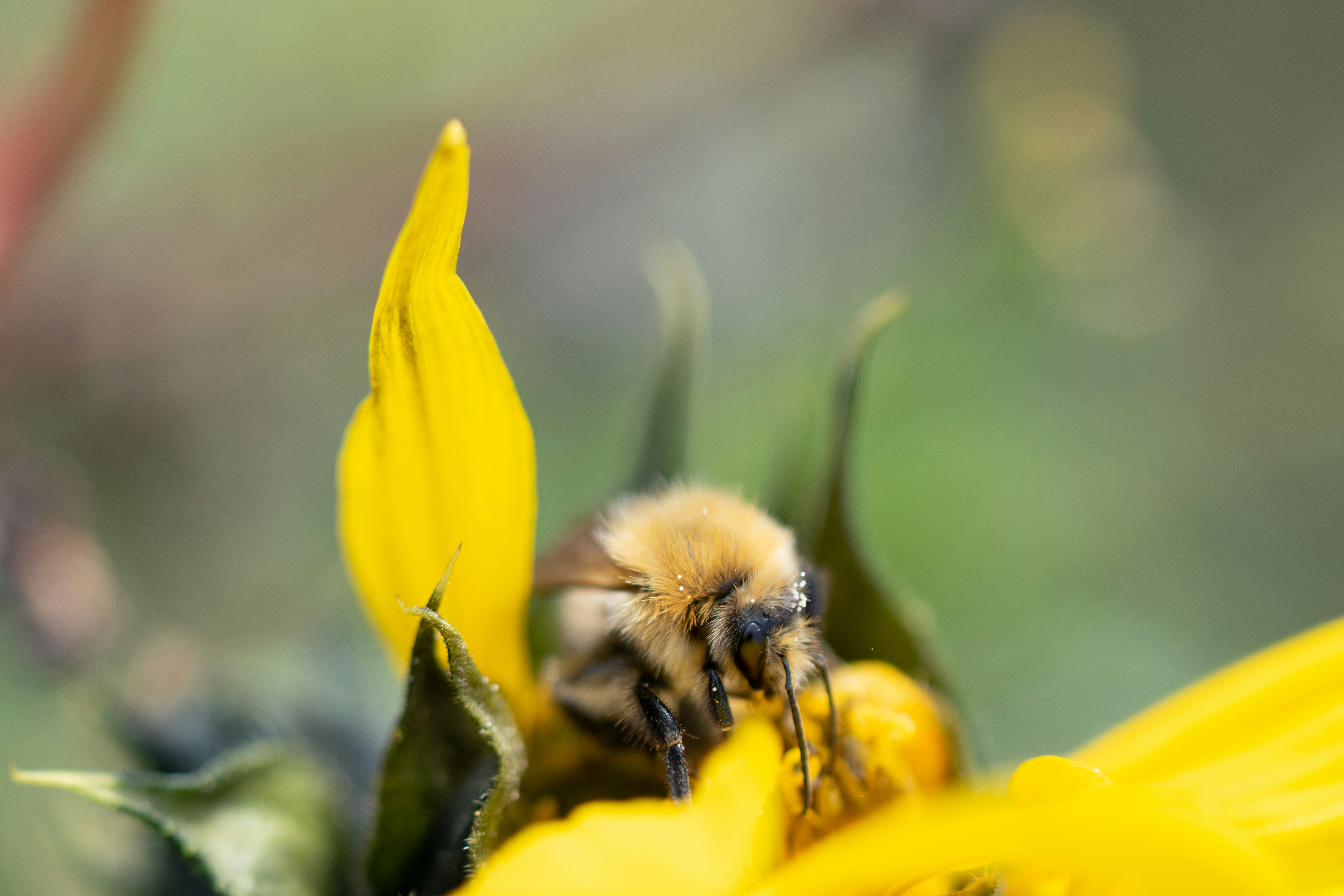 Golden Pulse: A Honeybee at the Heart of a Sunflower