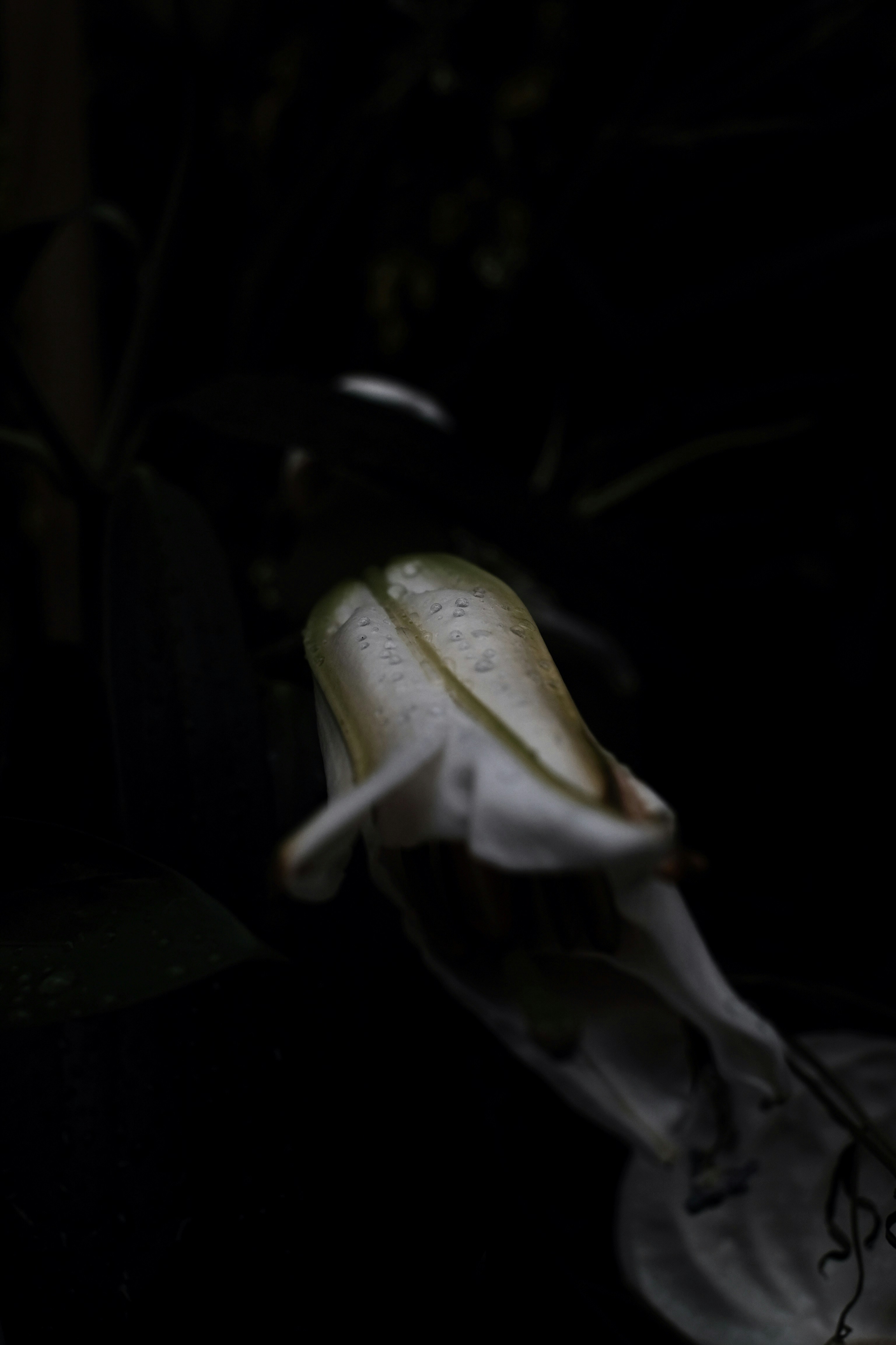 a flower that is sitting on a table