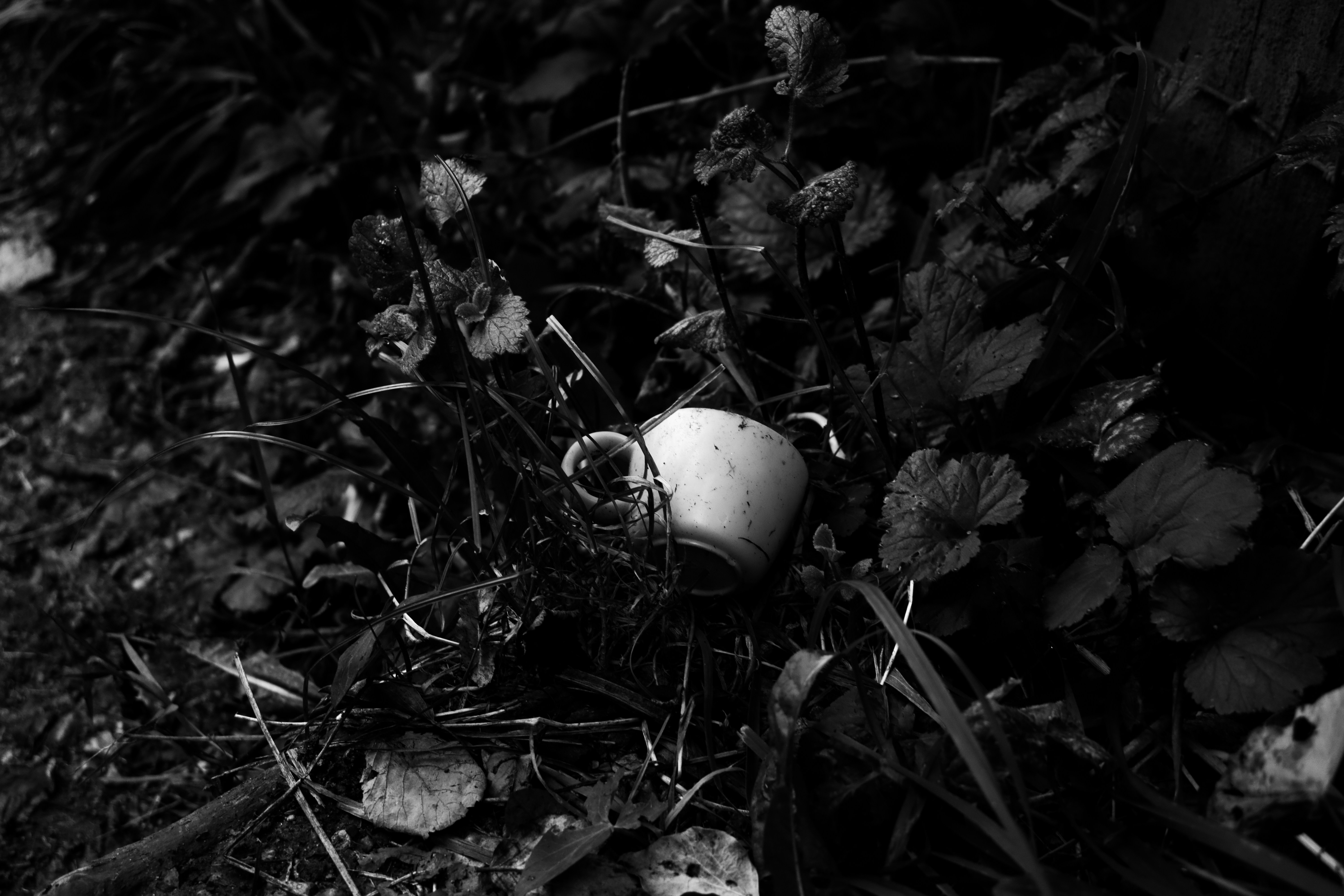 A weathered cup nestled among overgrown foliage, conveying a sense of abandonment and nature's reclaiming touch.