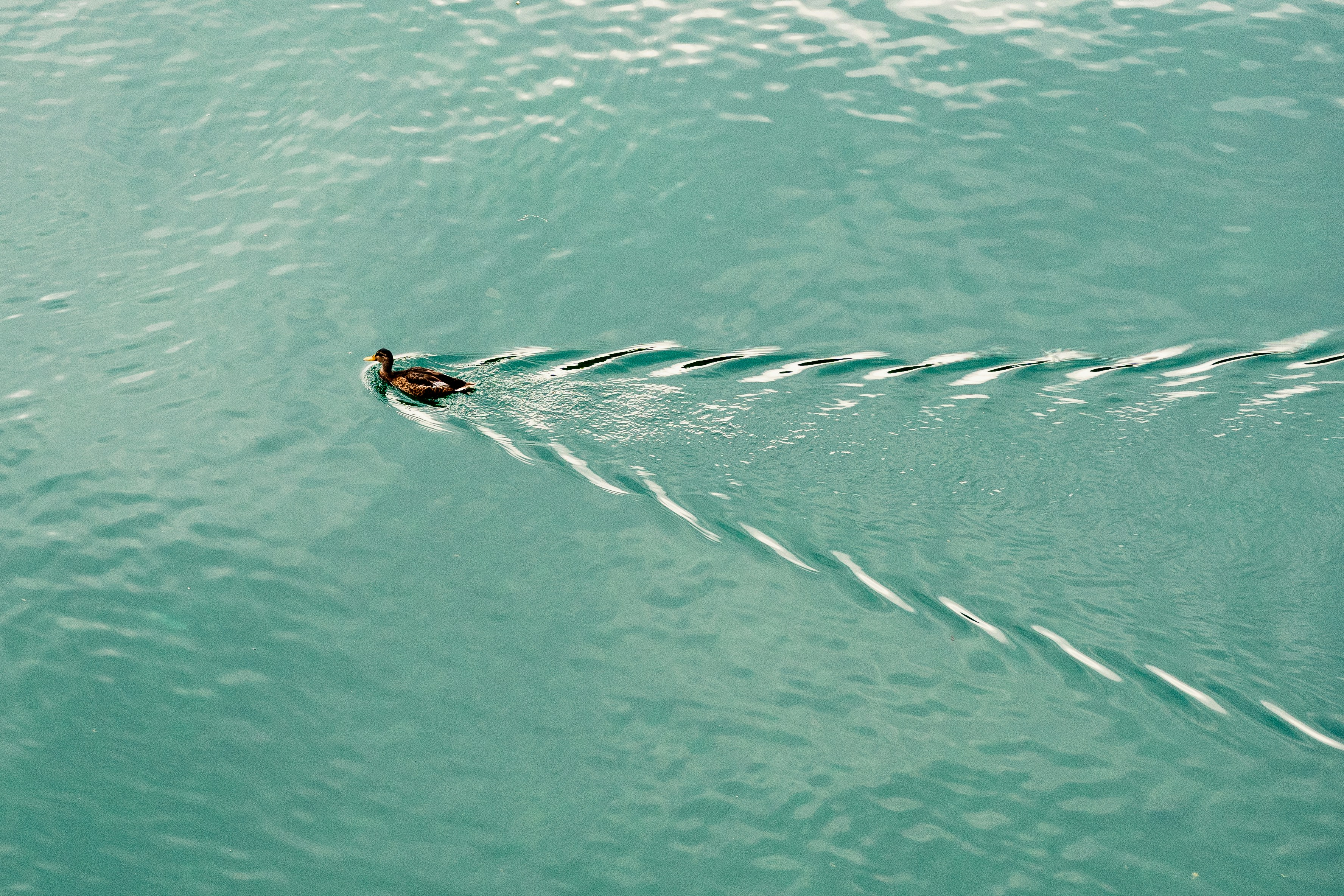 a duck floating on top of a body of water
