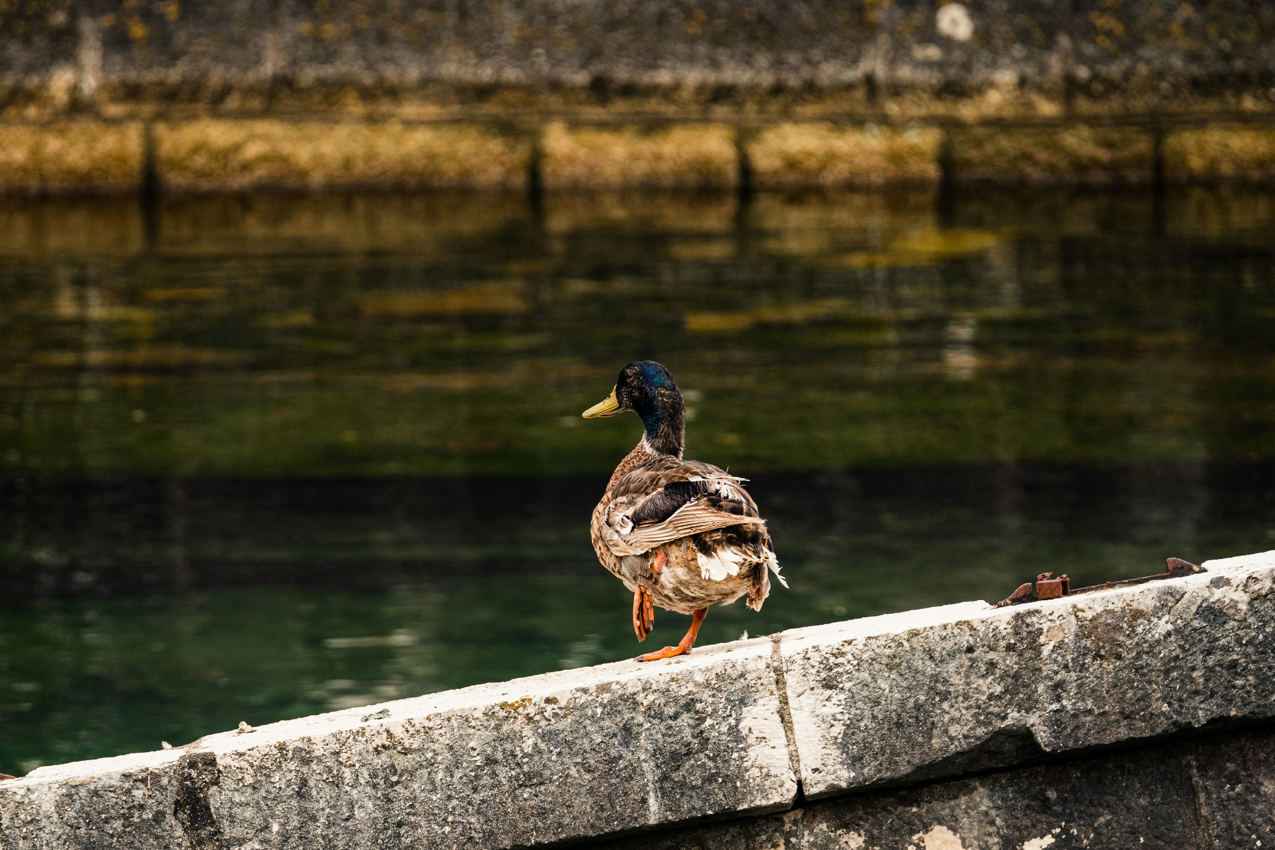 A duck standing on a ledge next to a body of water photo – Free Kotor ...