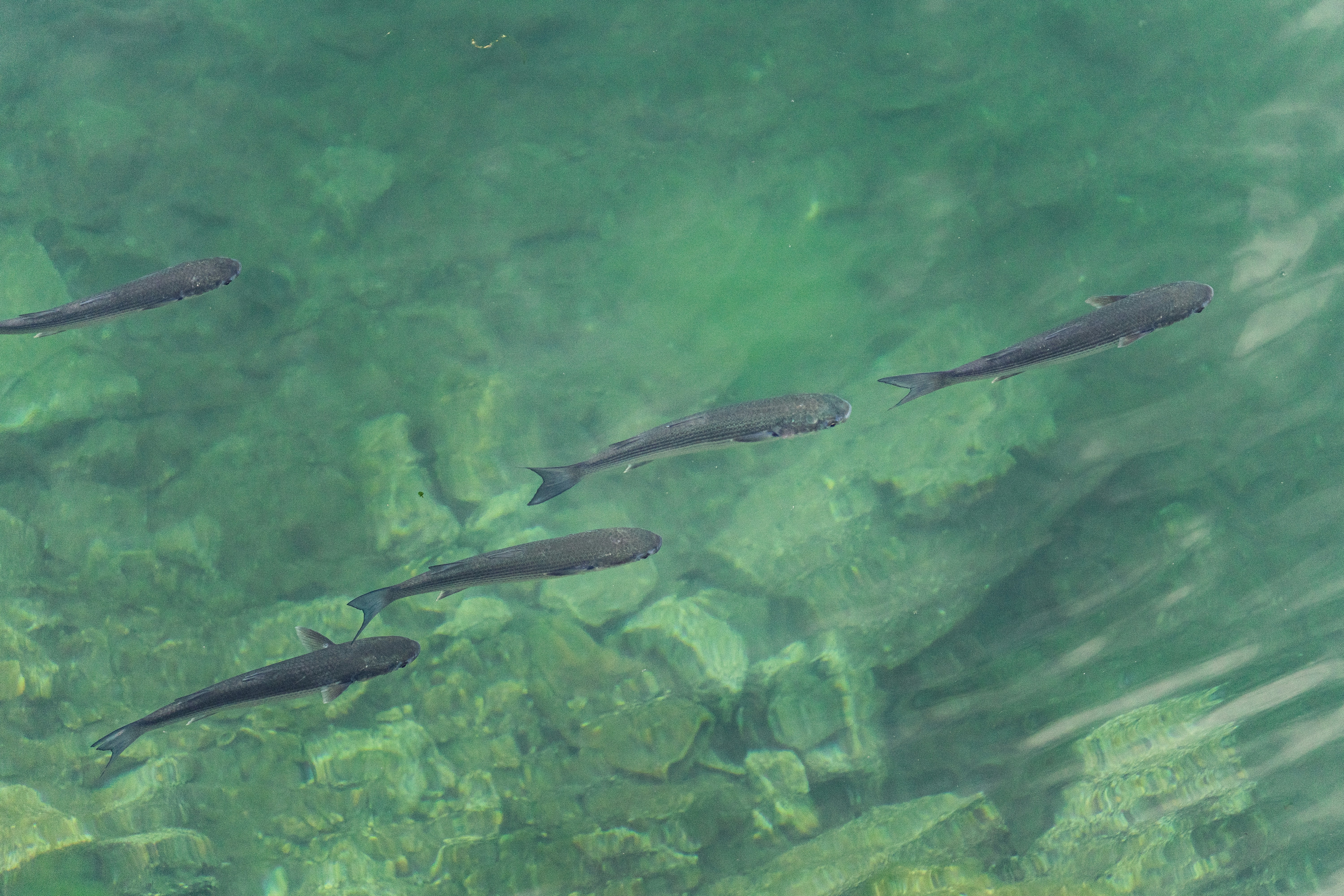 A school of fish gliding gracefully over a bed of rocks in clear water, showcasing the harmony of underwater life.