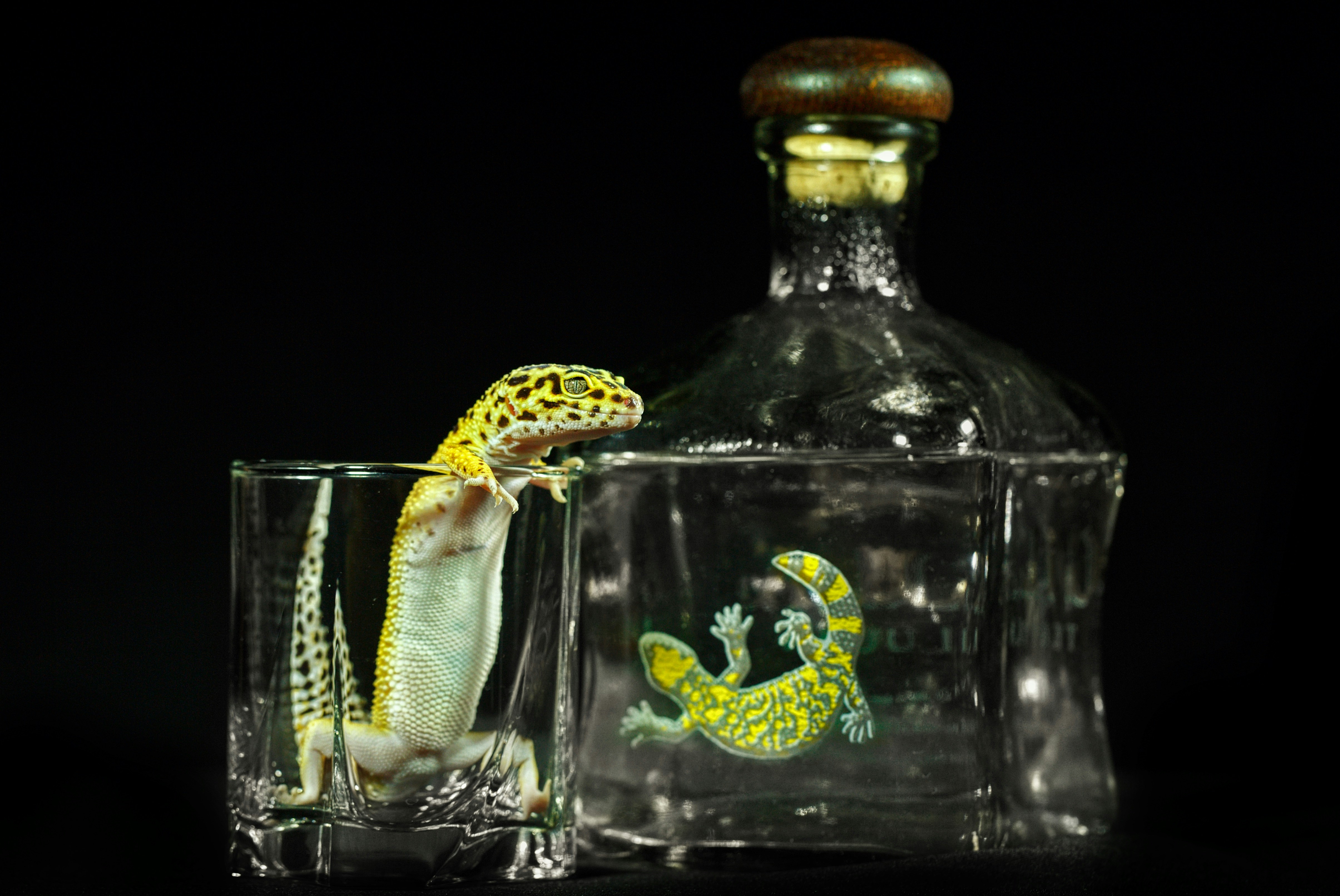 A lizard is sitting on a glass next to a bottle photo – Free Glass ...