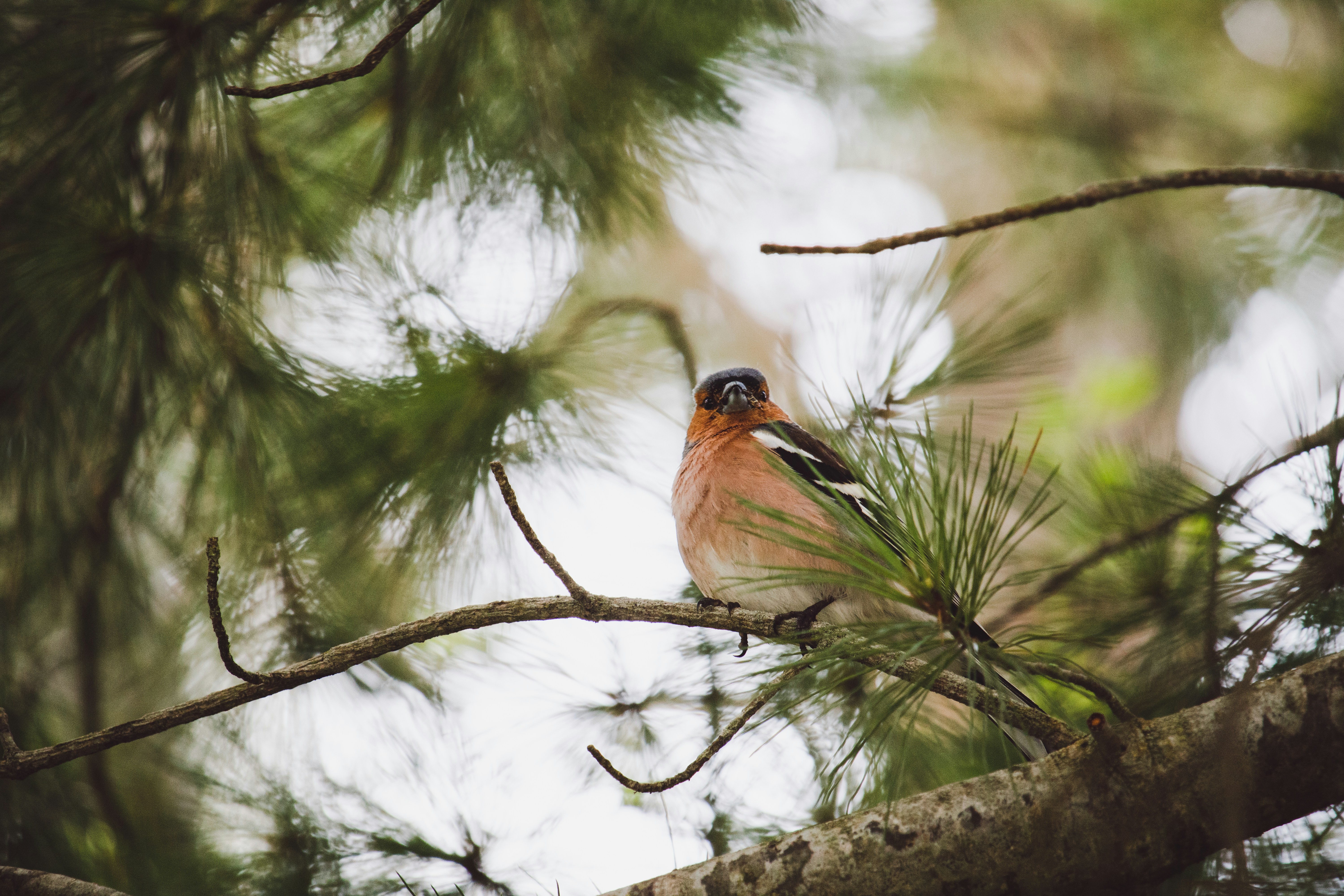 A vibrant bird perched on a branch, surrounded by lush pine needles in a serene woodland setting.