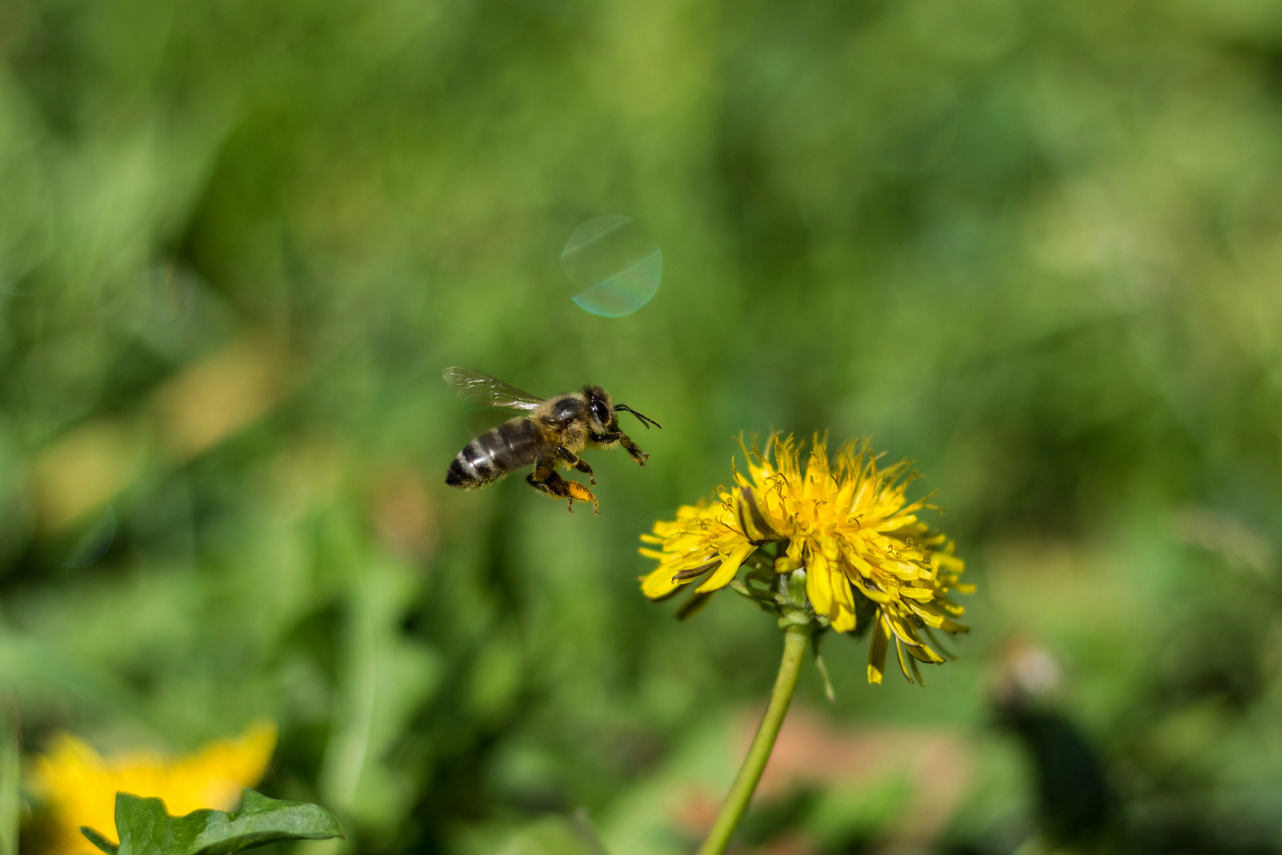 A bee flying away from a dandelion flower photo – Free Bulgaria Image ...