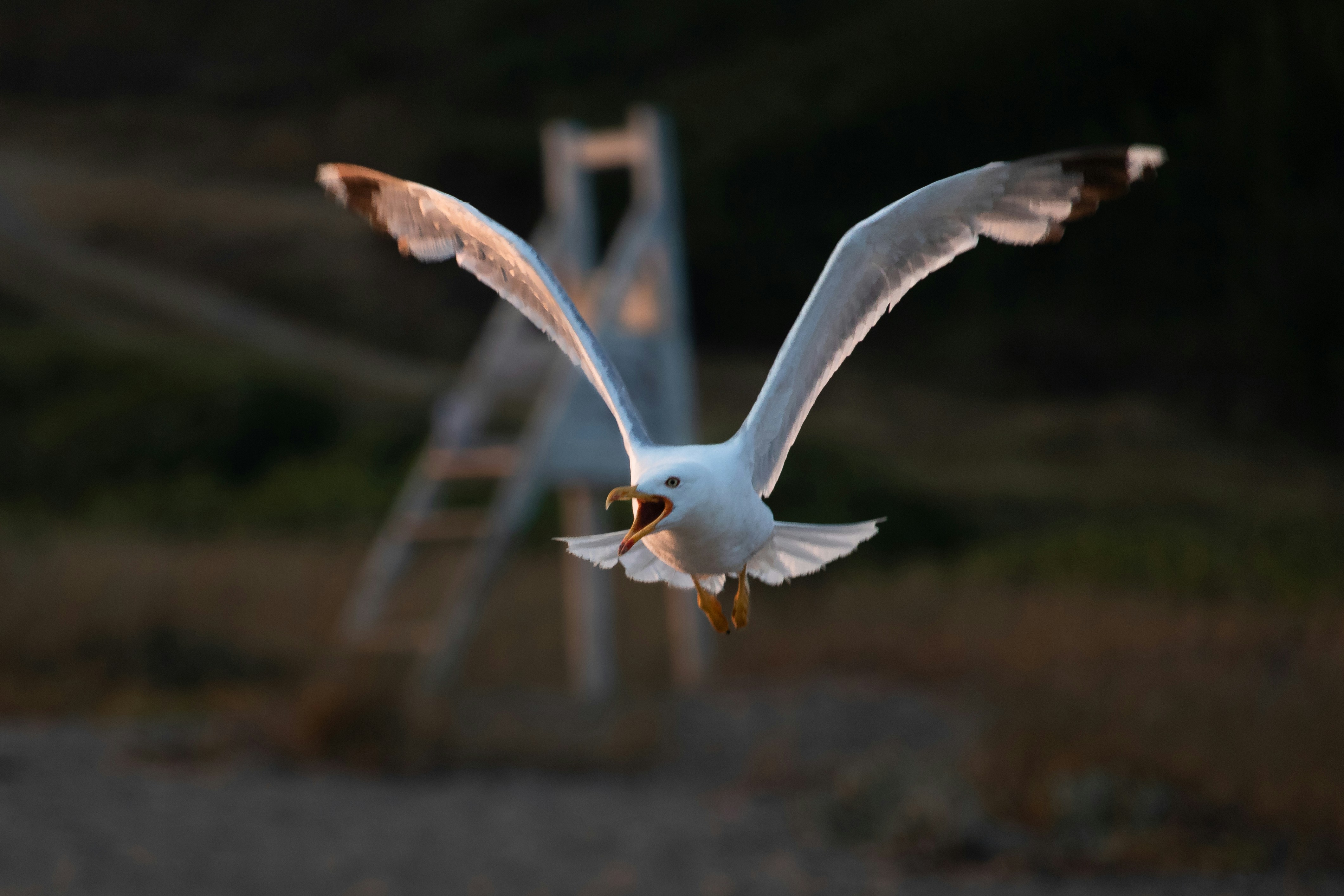 A dramatic and angry looking white big seagull flying towards the camera in the morning on the coast of the Bulgarian Black Sea - Koral beach.