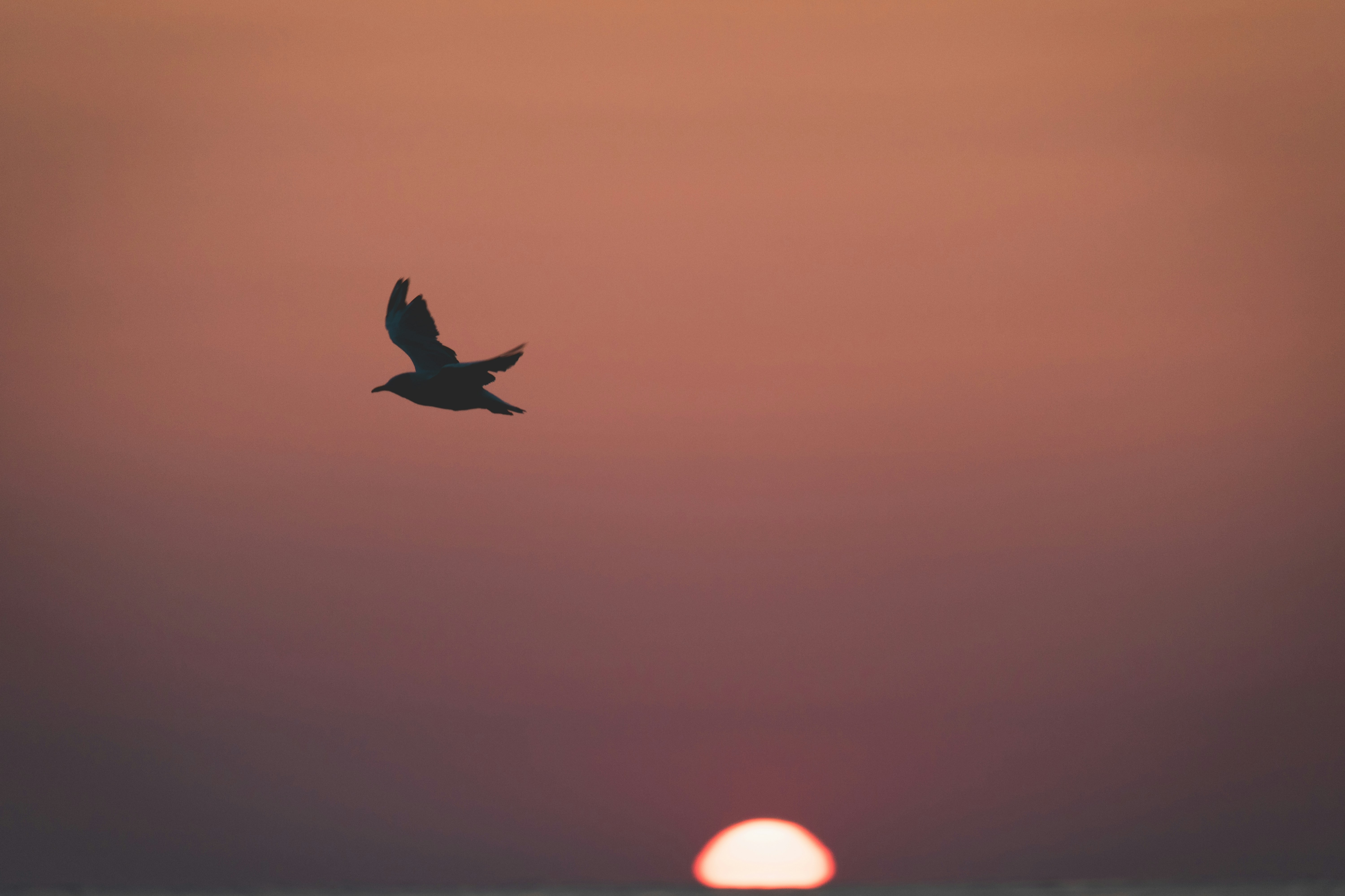 Bird Soaring Sunrise