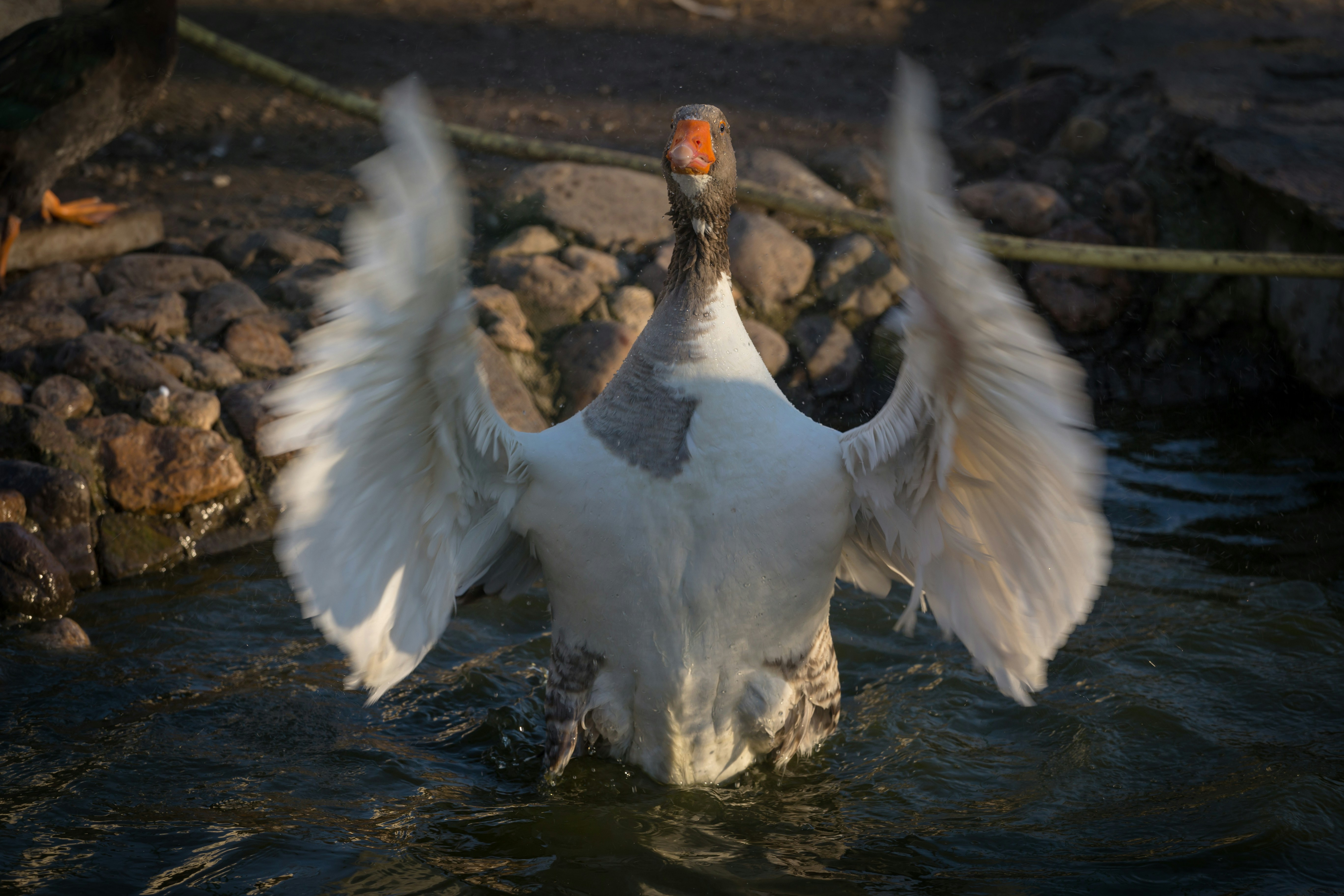 Winged Breakwater: A White Goose Arises from Dockside Waters
