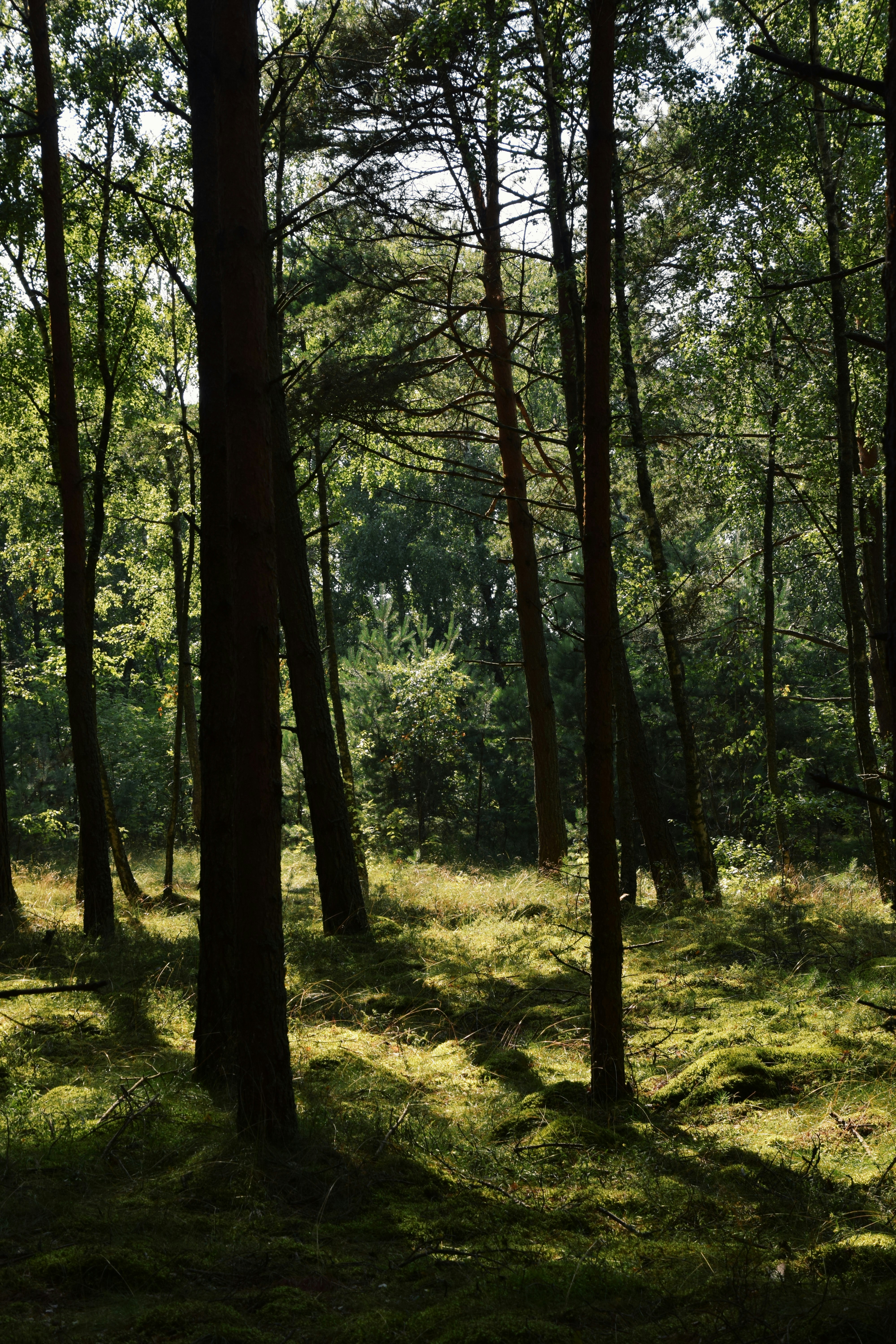 Tall trees casting shadows on a sunlit forest floor covered in lush greenery.