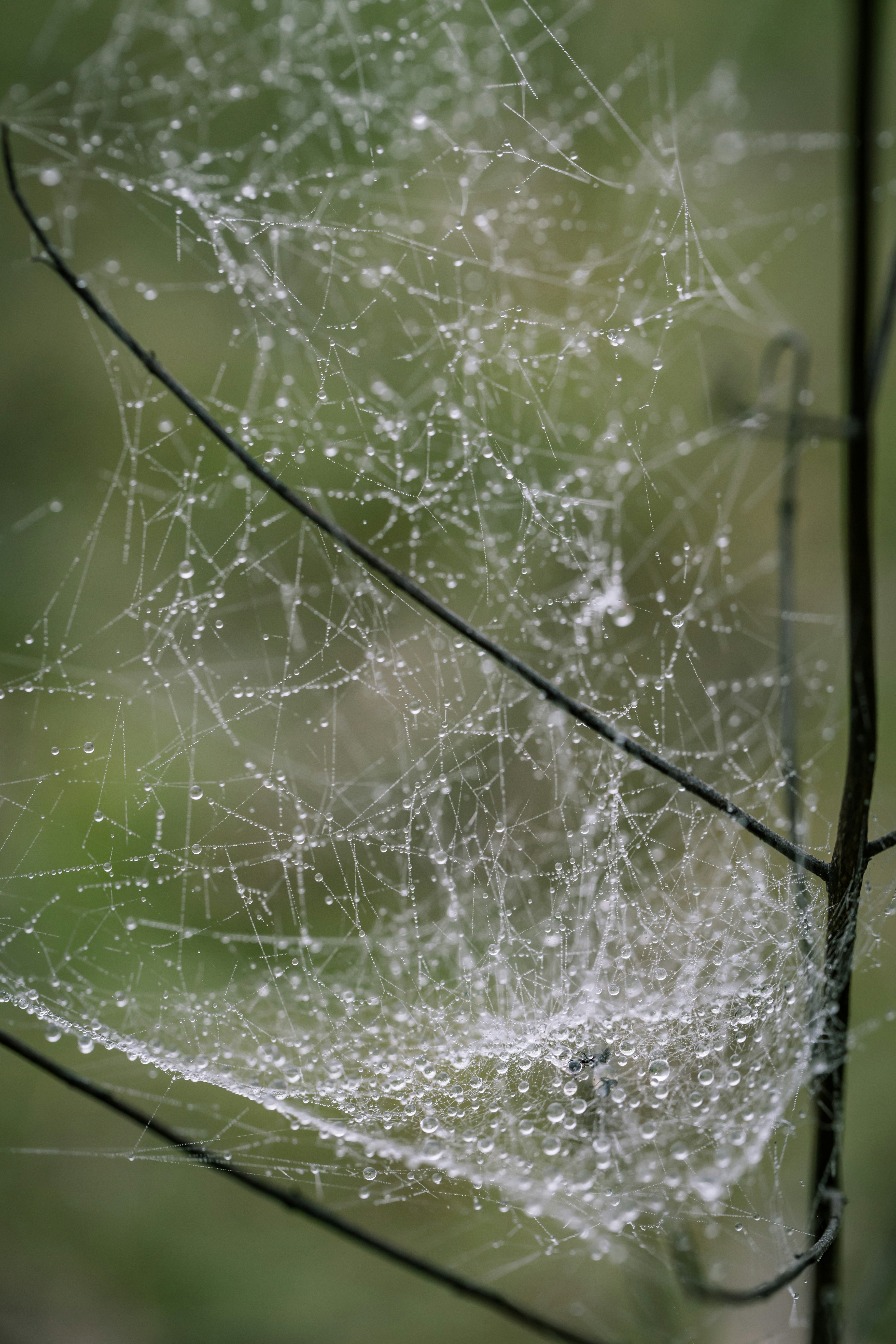 A spider web hanging from a tree branch photo – Free Macro Image on ...