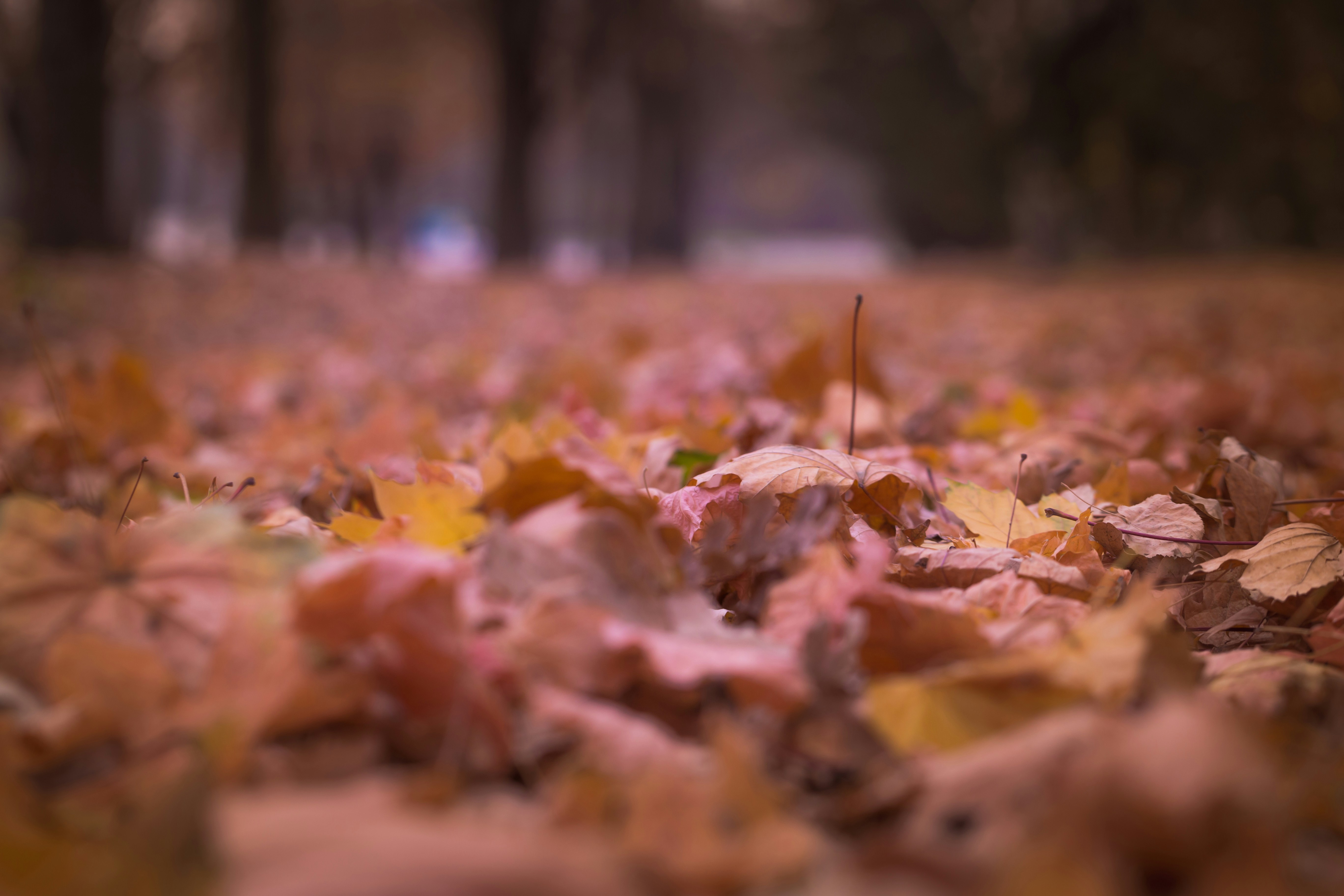Single Leaf Anchored in the Autumn Tapestry