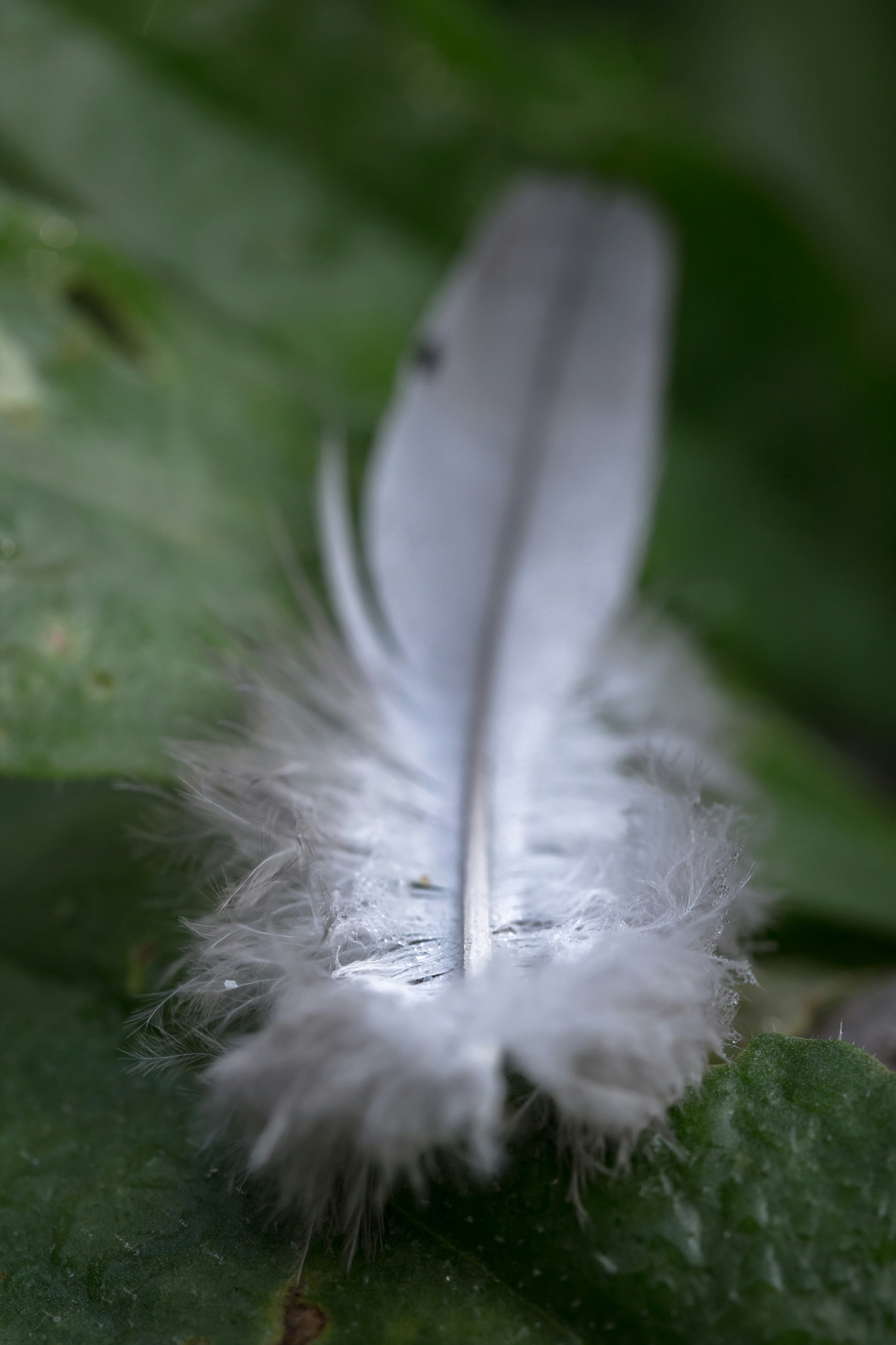 a white feather resting on a green leaf