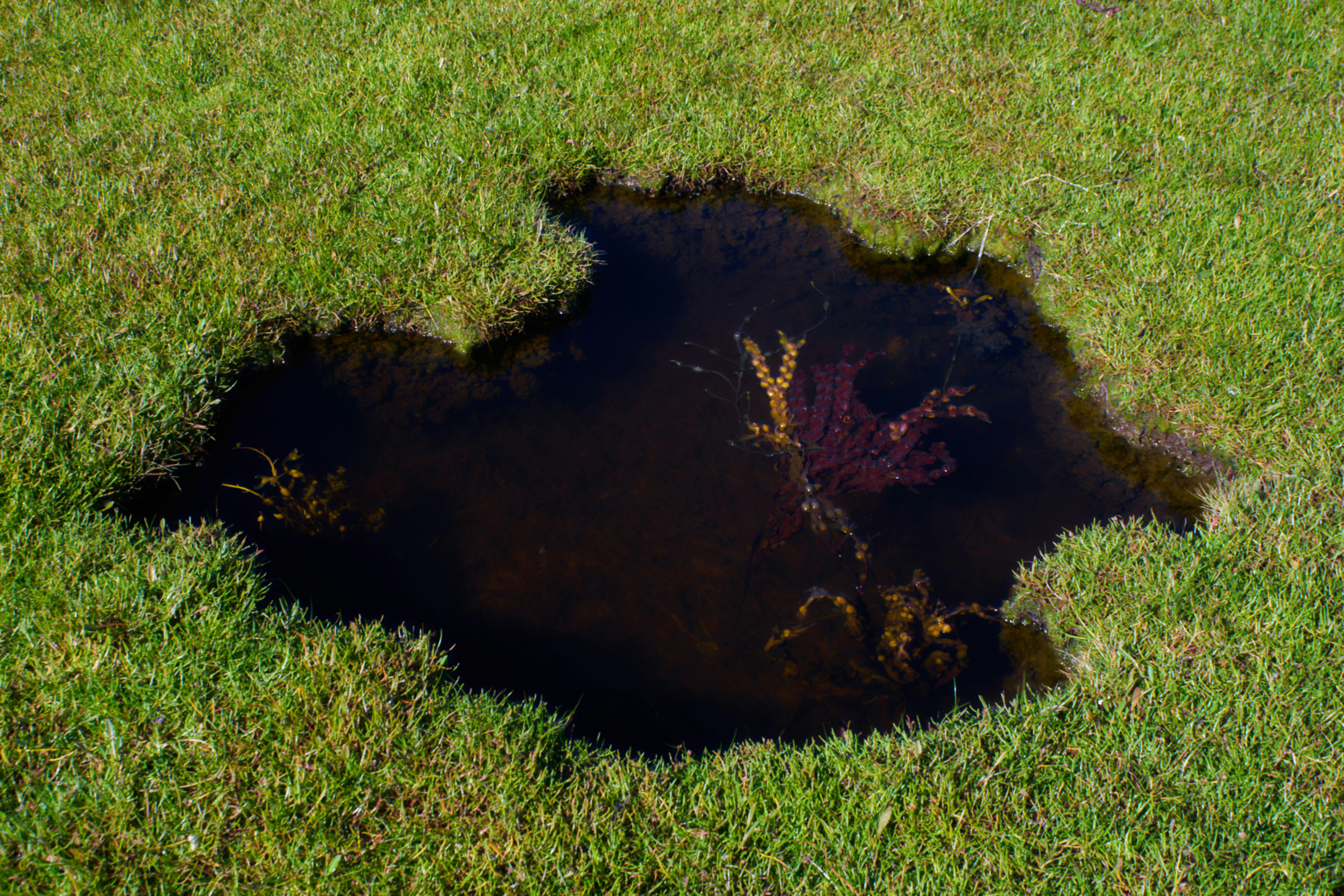 Green Rim, Dark Core: A Lawn’s Hidden Pool
