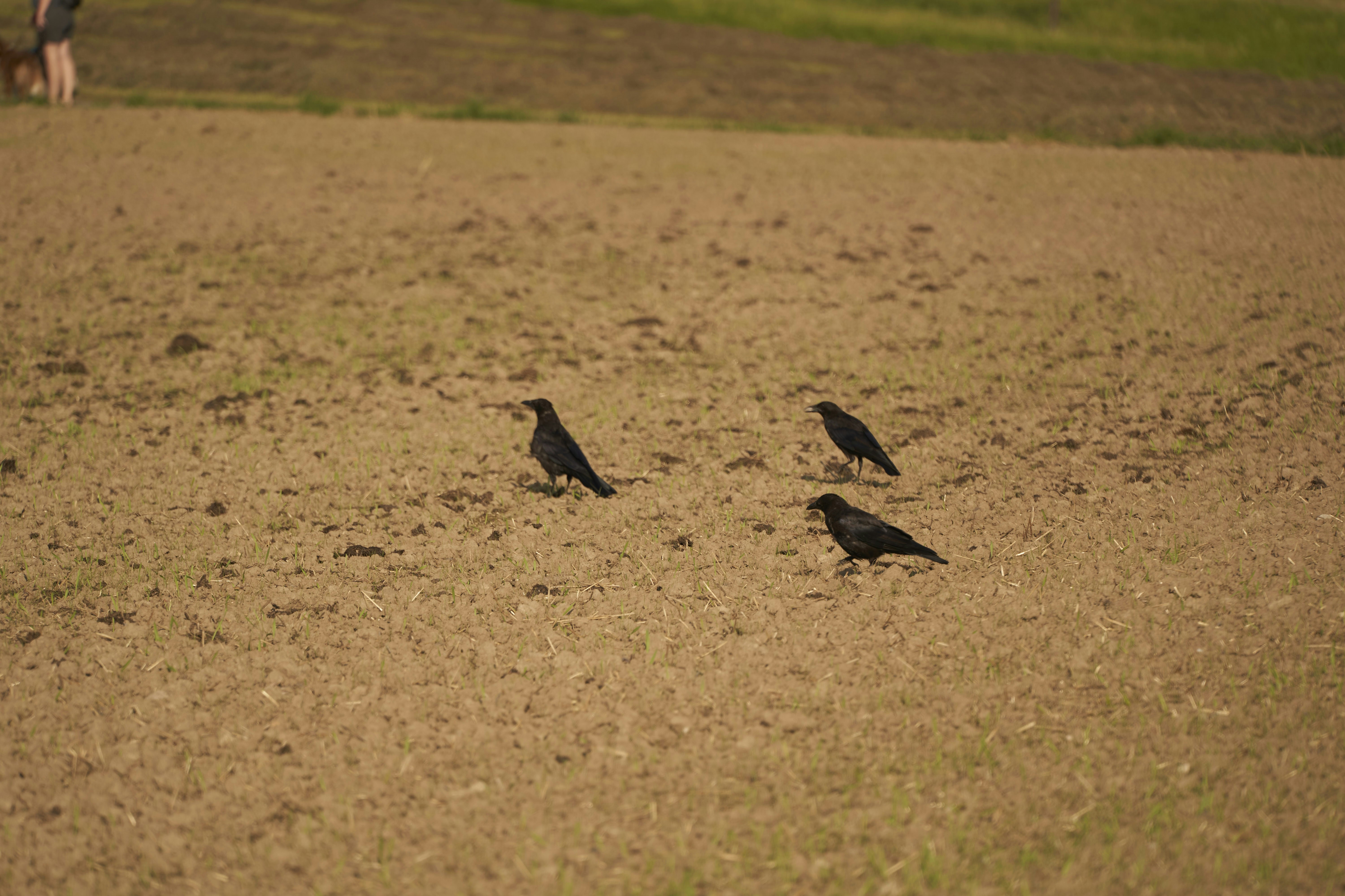 Three crows foraging on a freshly tilled field, with a blurred background of distant figures. The scene captures the tranquility of rural life.