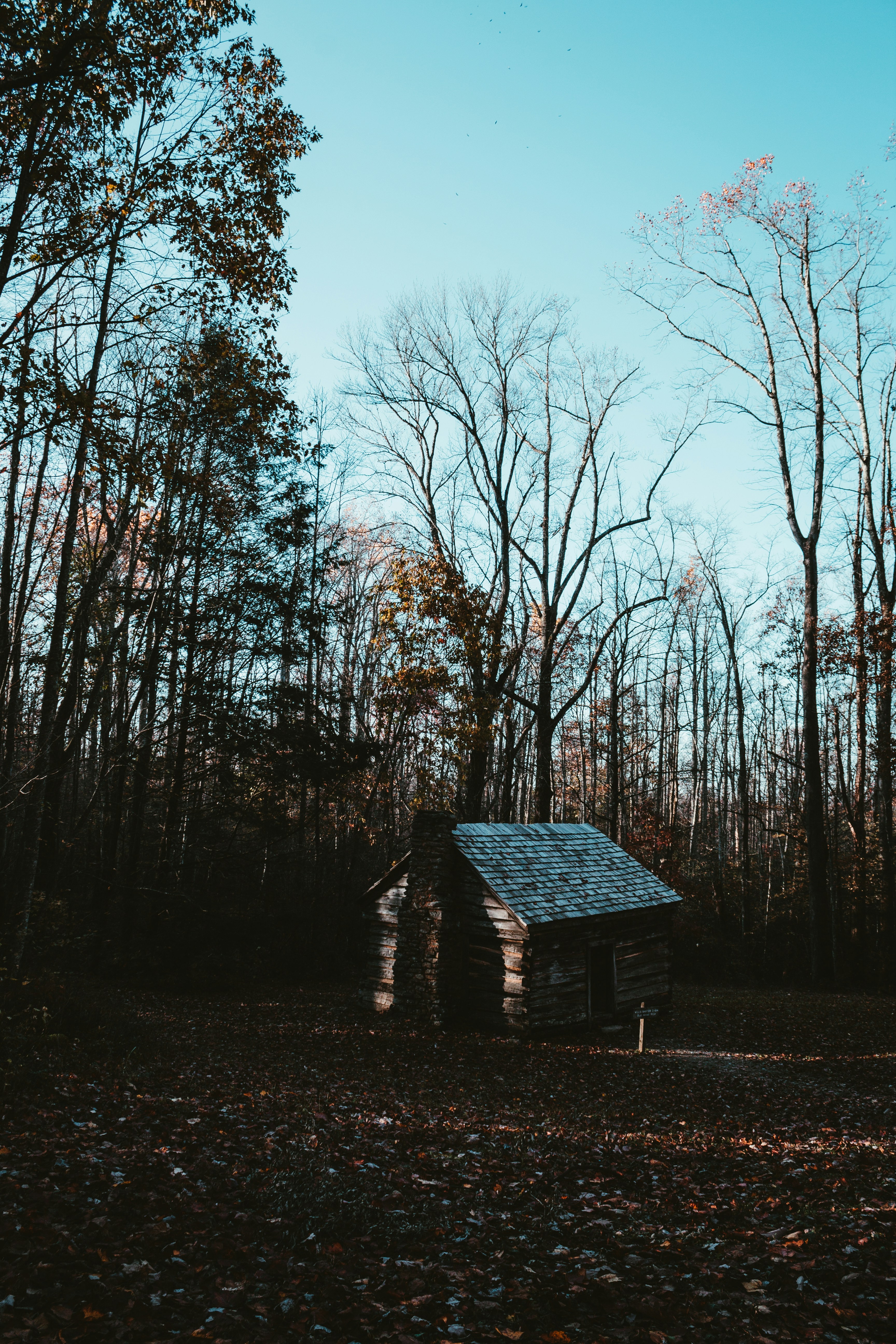A rustic cabin nestled among tall trees, surrounded by autumn foliage under a clear blue sky.
