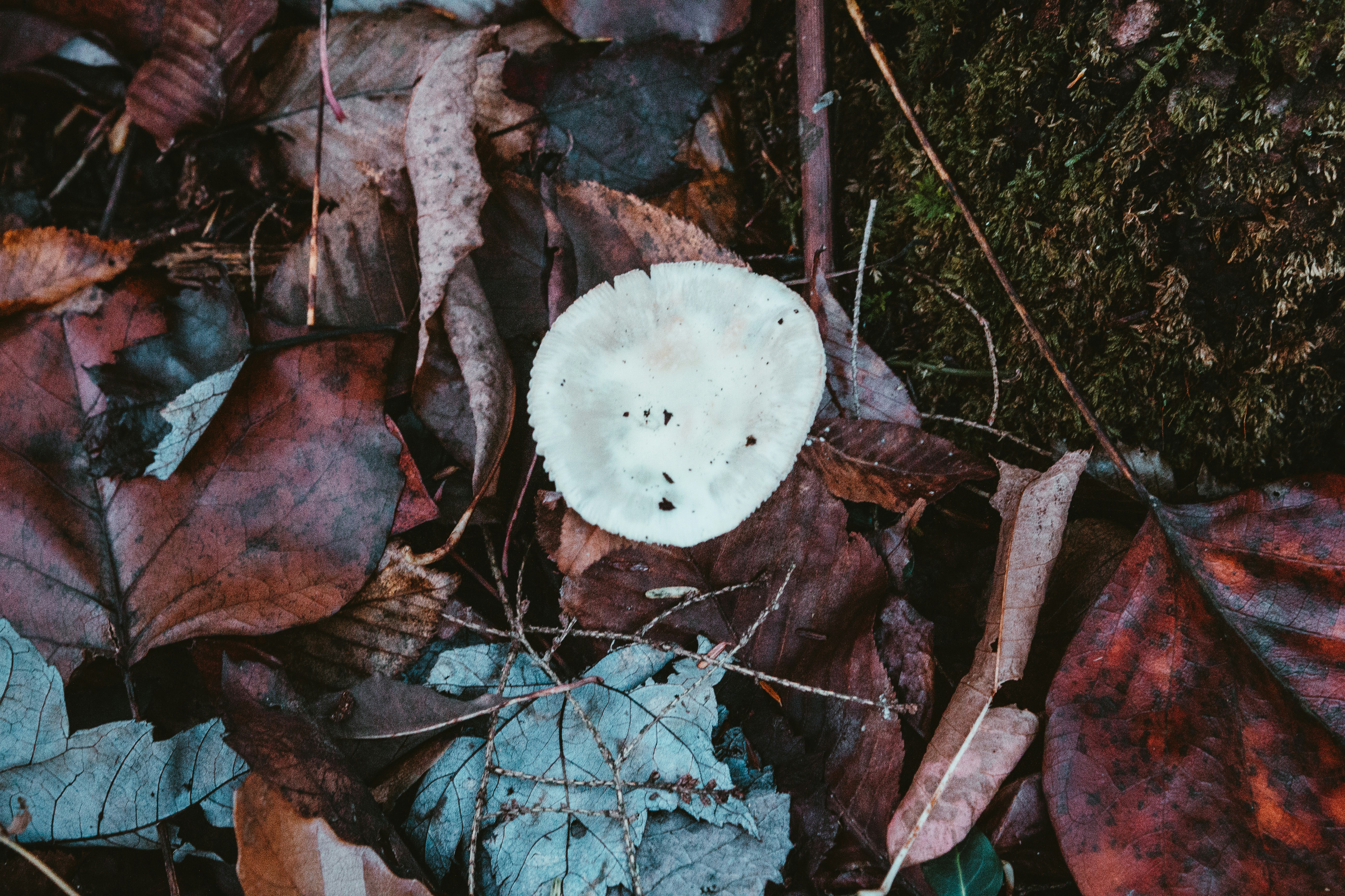 A small white object sitting on top of leaves photo – Free Great smoky ...
