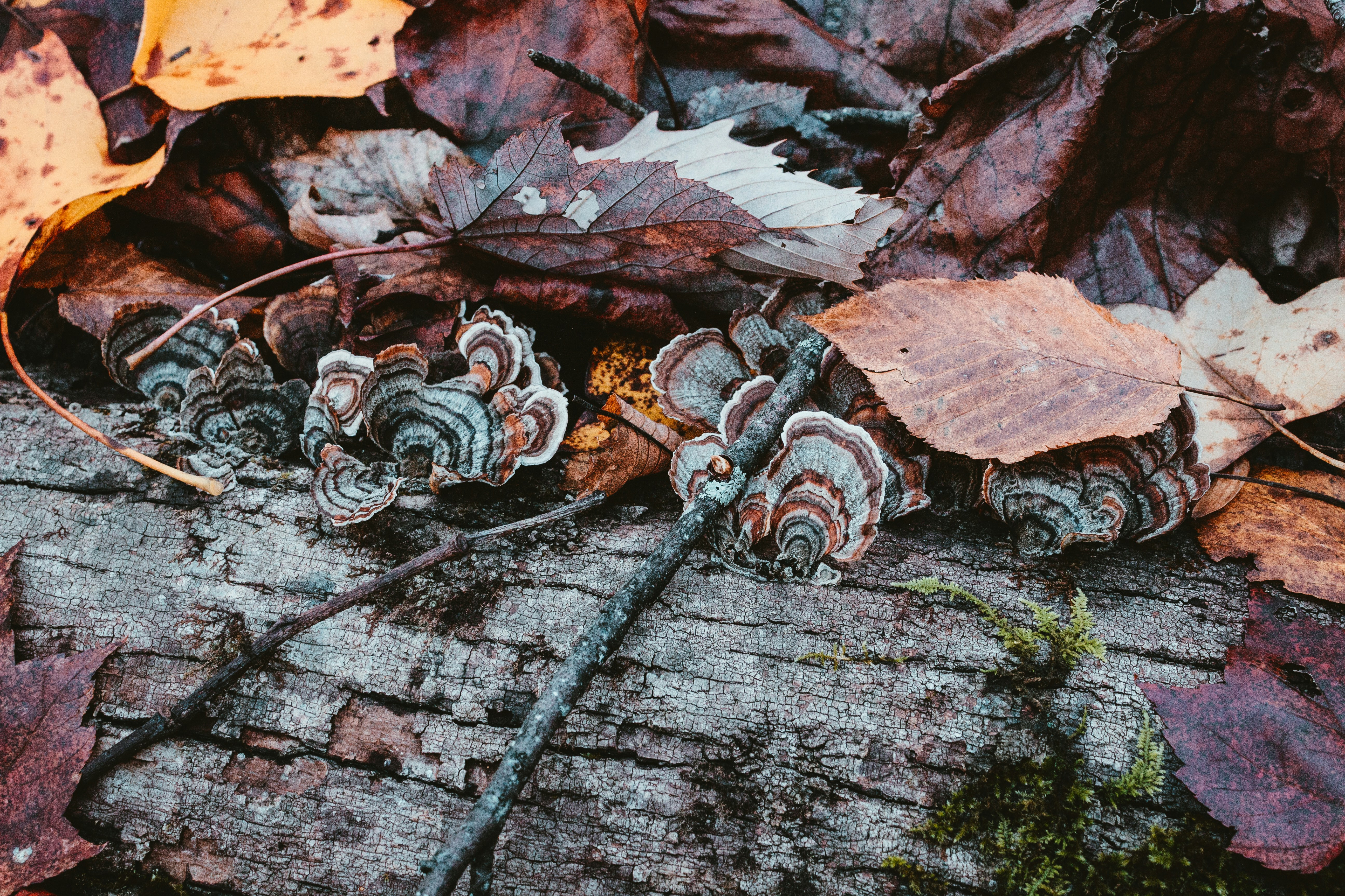 Bracket Fungi Lines on a Weathered Log Amid Autumn Leaves