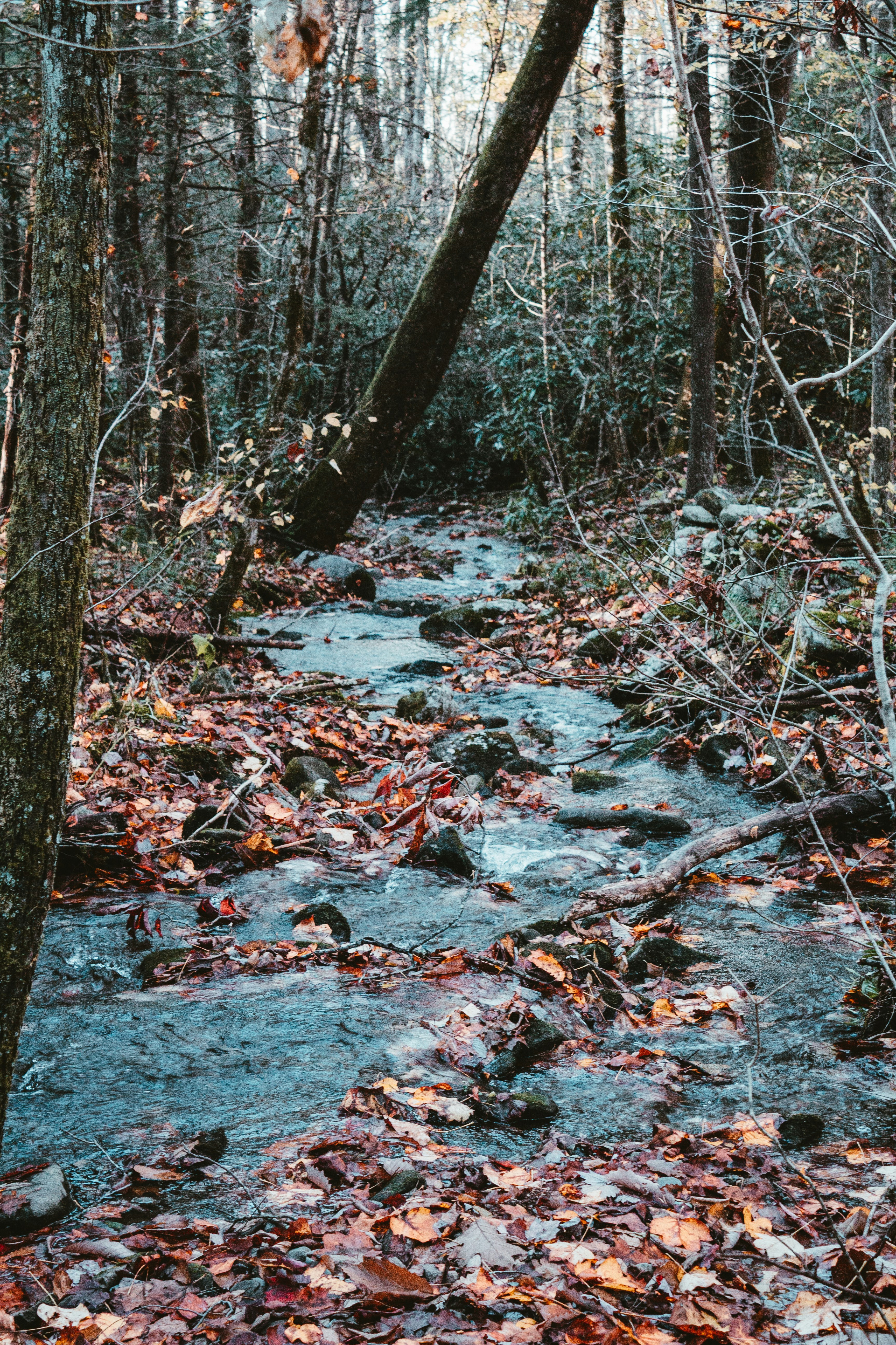 A serene forest stream meanders through a carpet of fallen leaves, surrounded by trees in late autumn. The tranquil scene captures the essence of nature's transition.