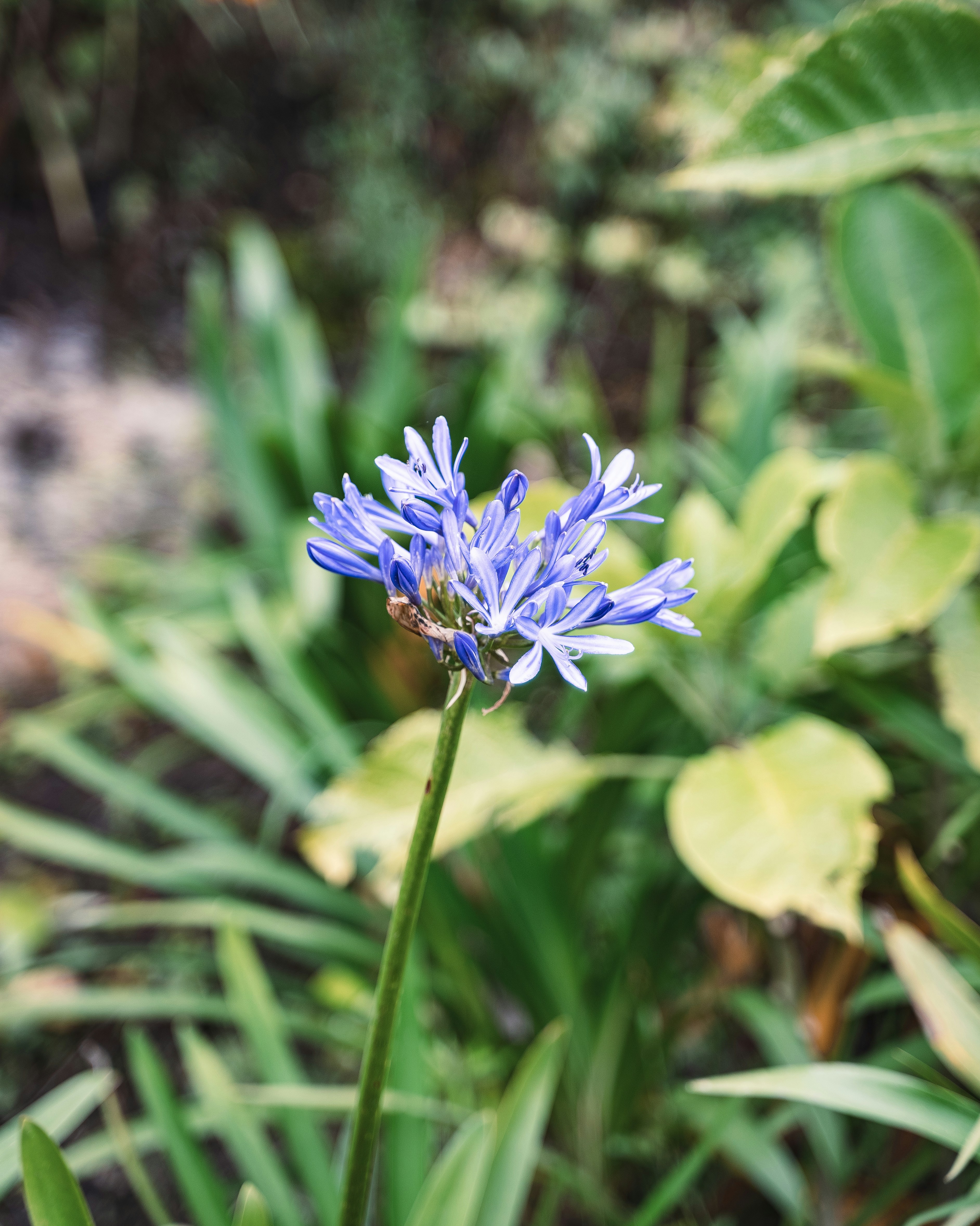 A blue flower in the middle of some green plants photo – Free Bogotá ...