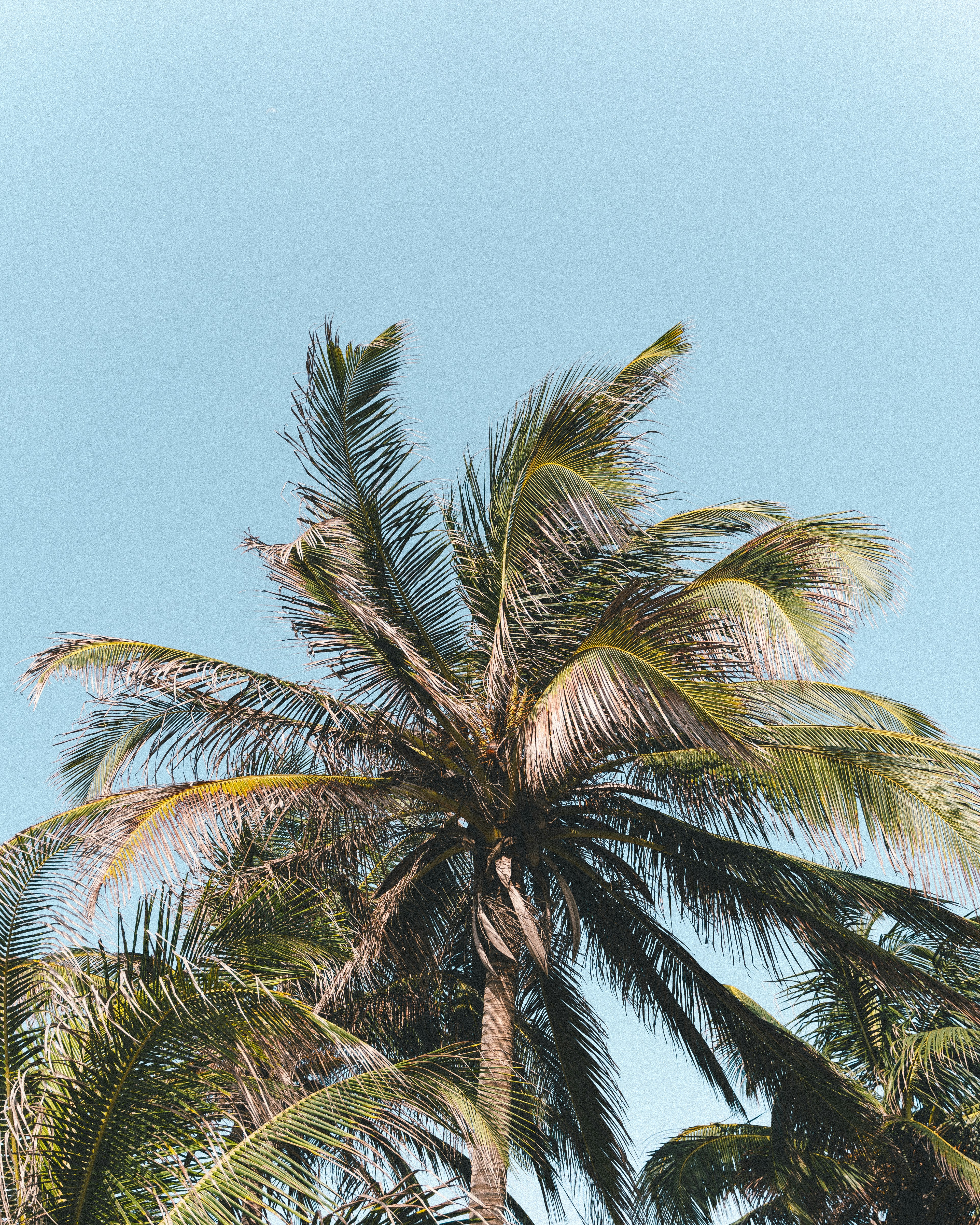 Palm trees reaching towards a bright blue sky with gentle breeze moving the fronds.