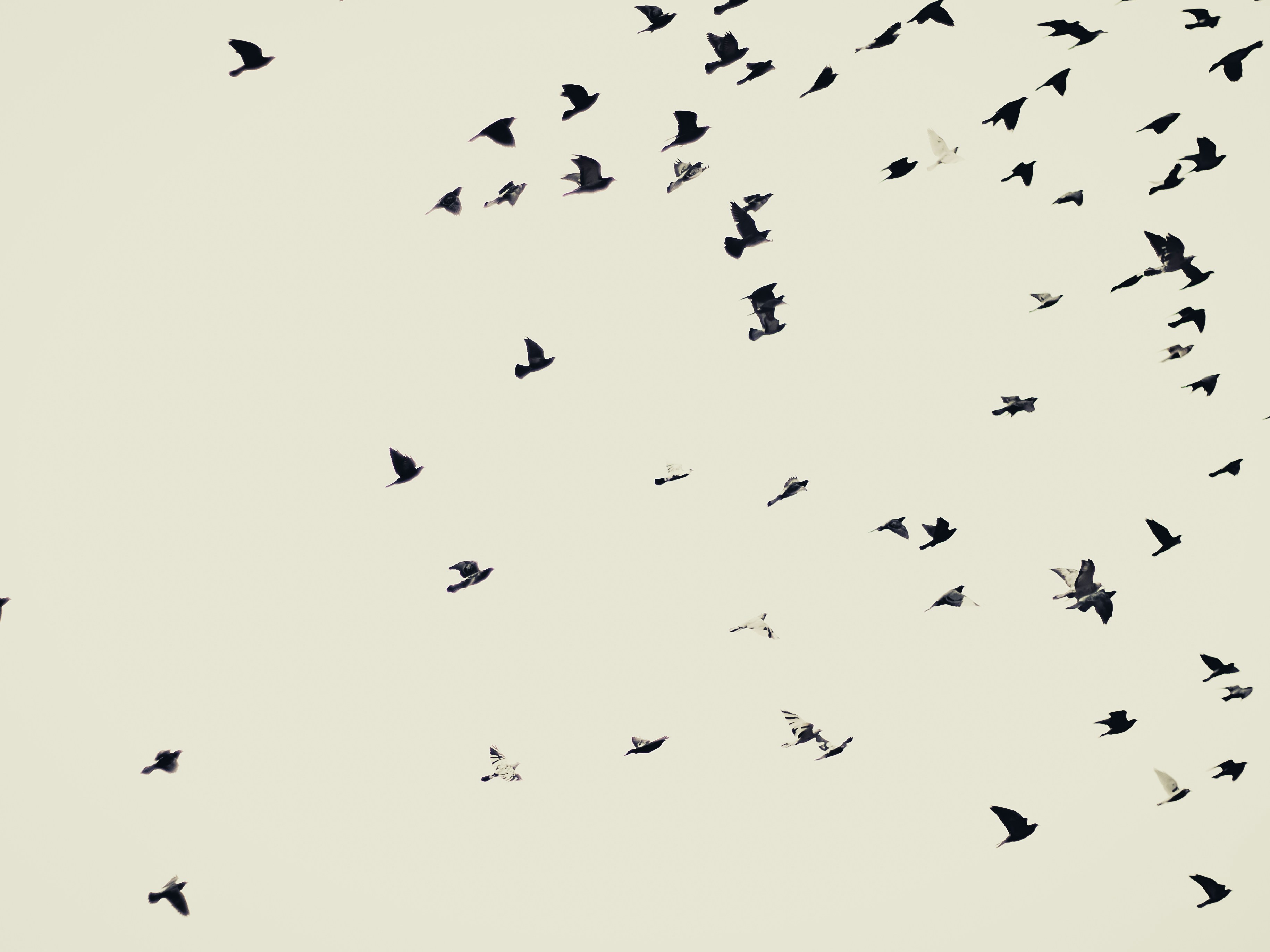 Cream Sky Aerial Chorus: Distant Birds in Silent Flight