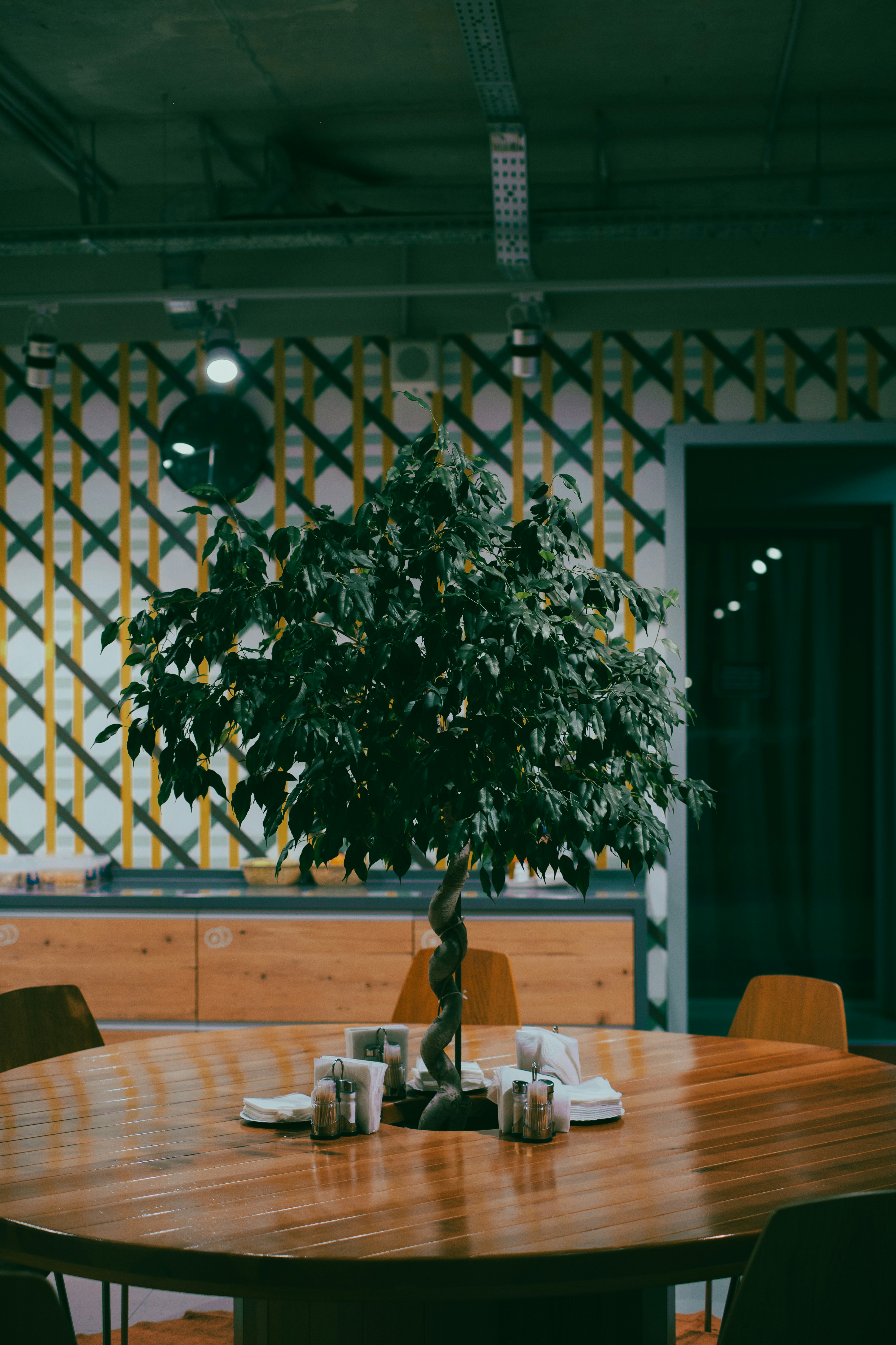 Round Table Tree Under Industrial Lattice Glow