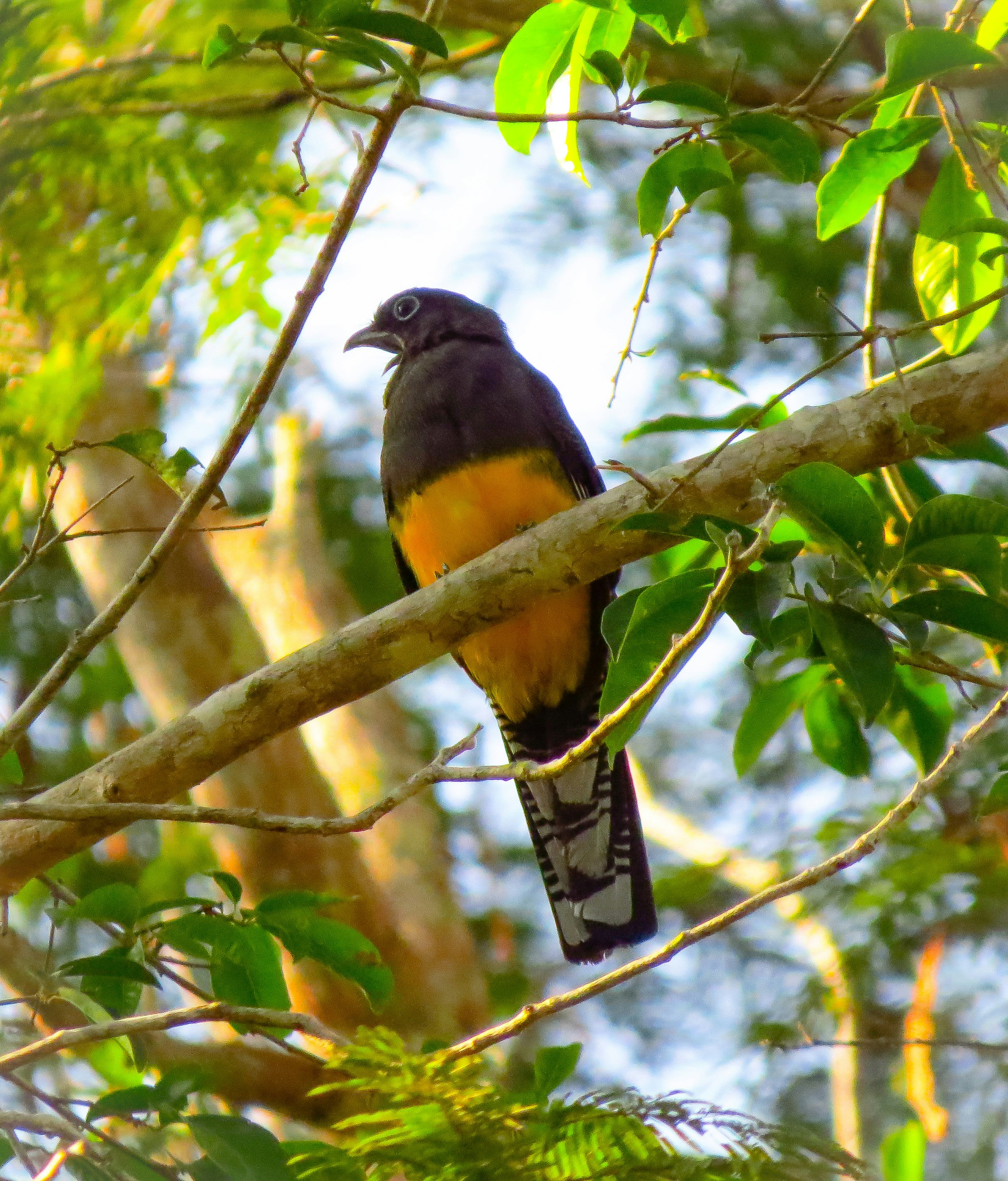 a bird perched on a branch in a tree