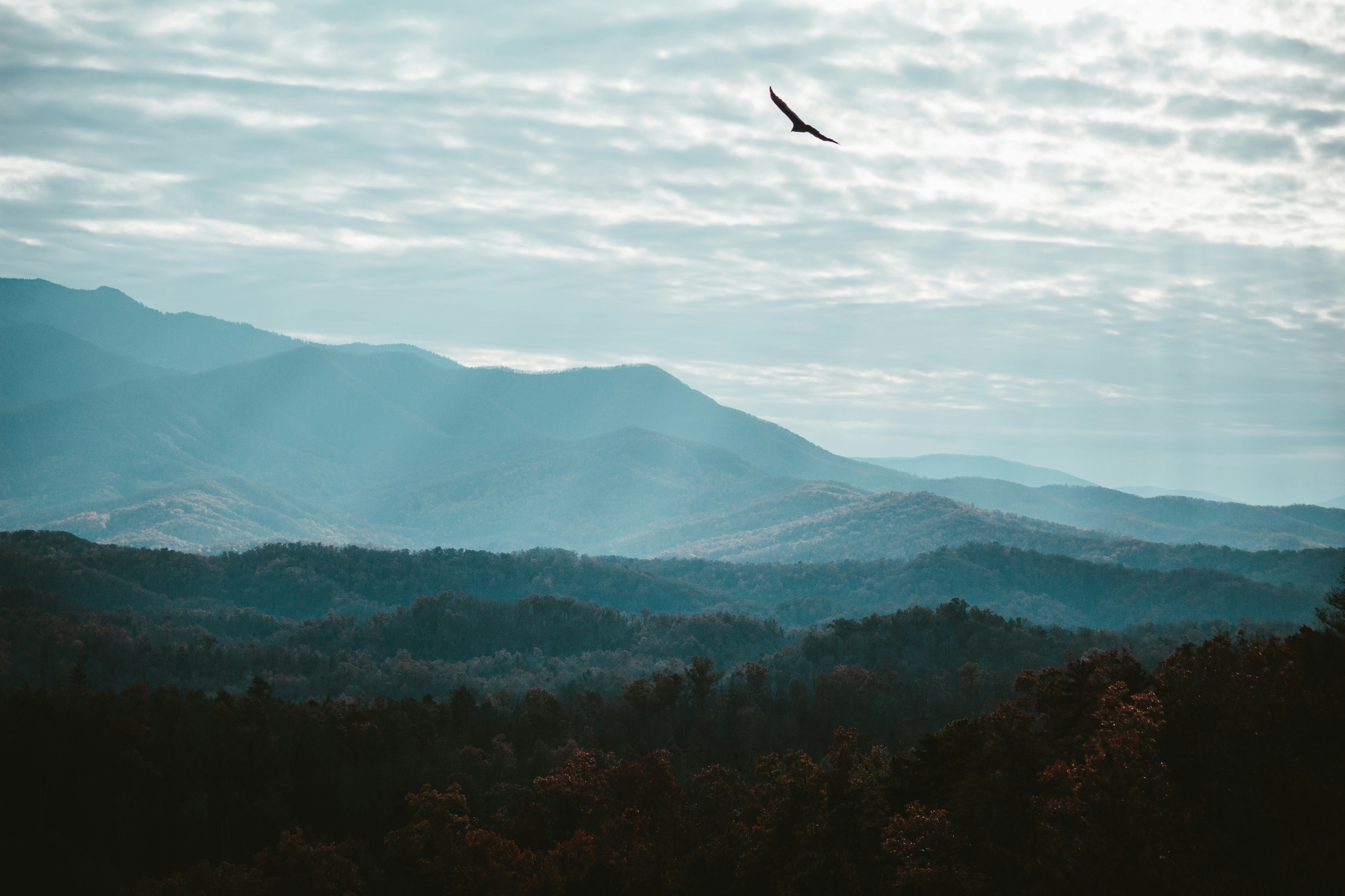 A solitary bird soars above the layered blue mountains under a textured sky, capturing the serene beauty of the Appalachian landscape.