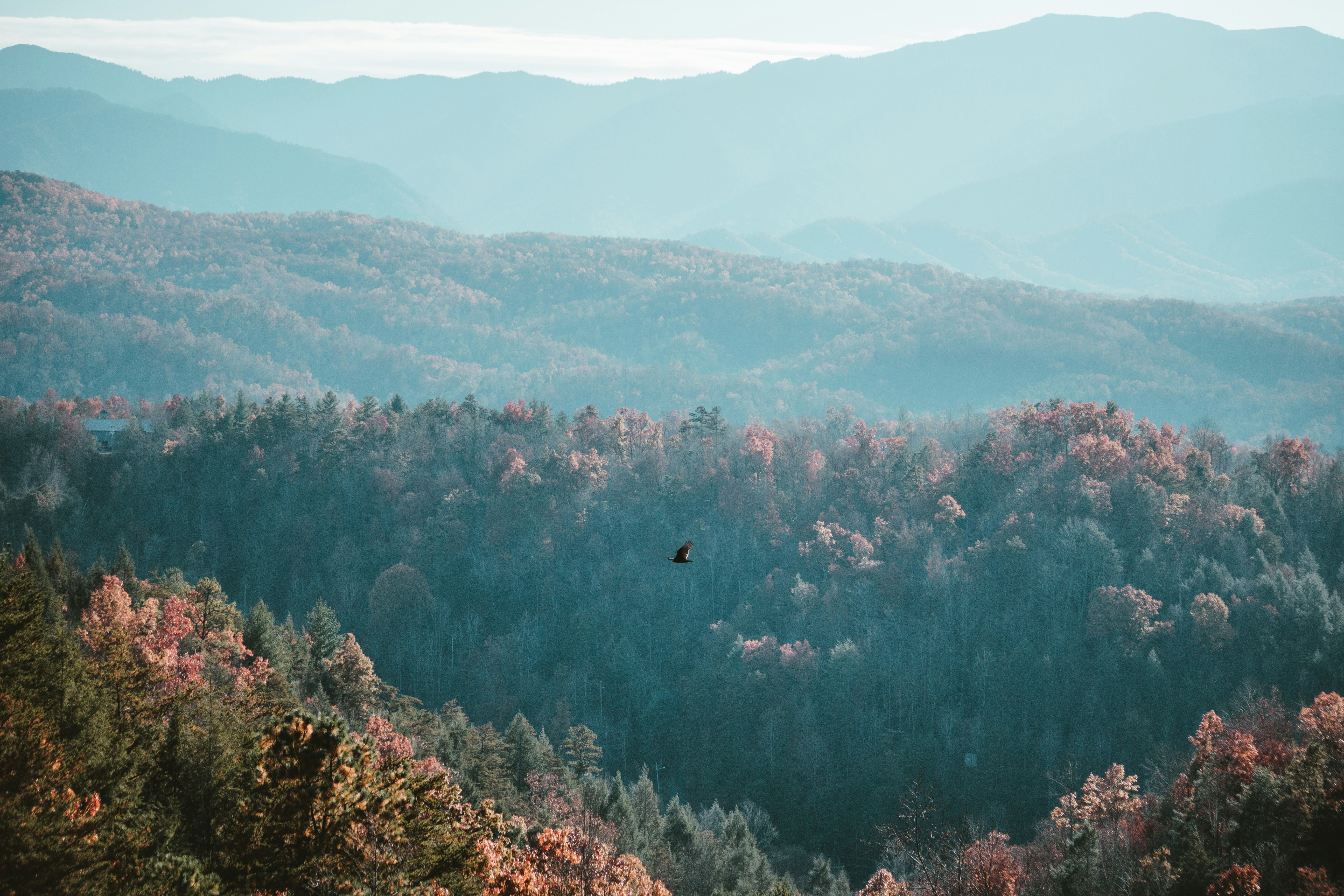 A bird flying over a forest filled with lots of trees photo – Free ...