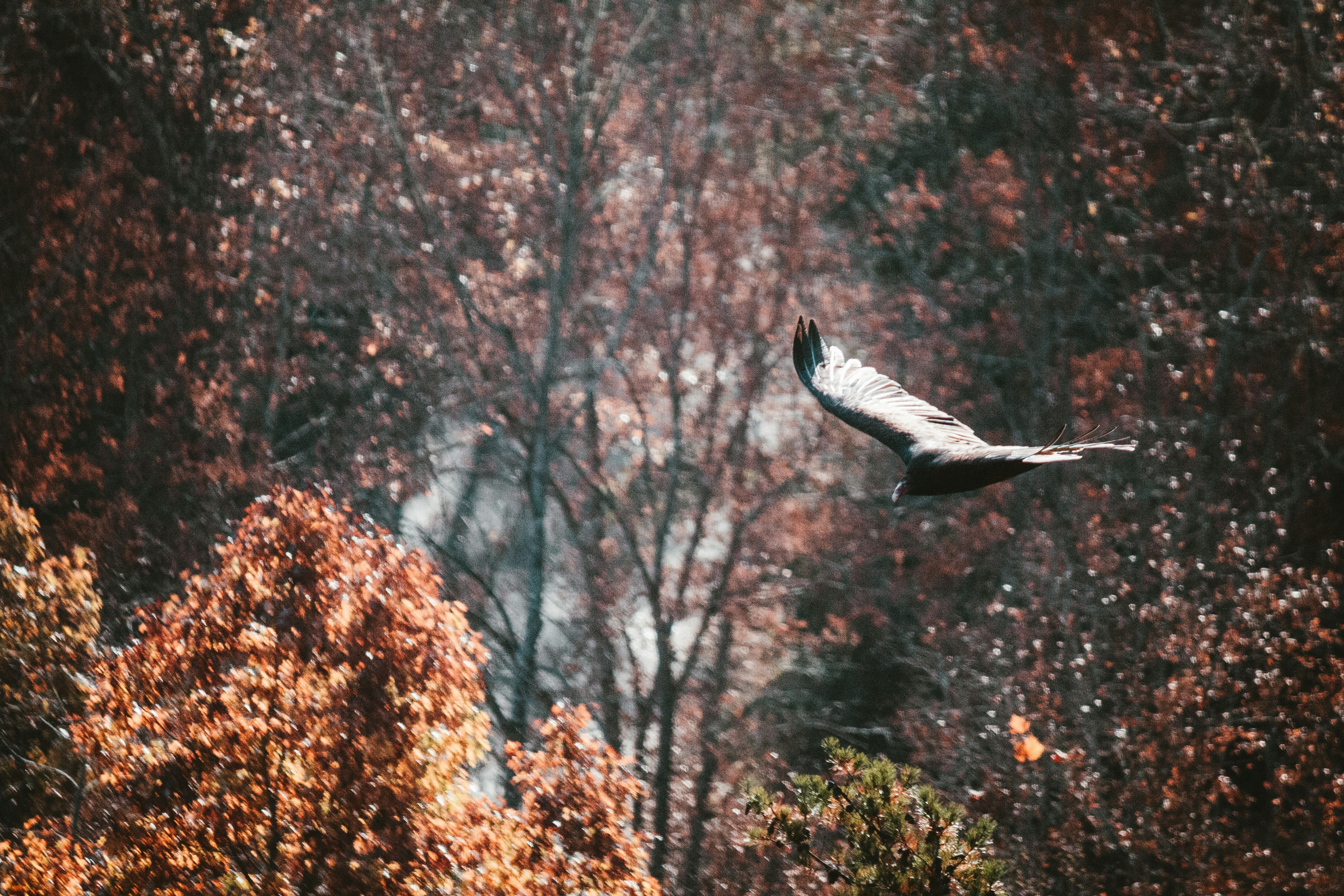 A bird flying over a forest filled with trees photo – Free United ...